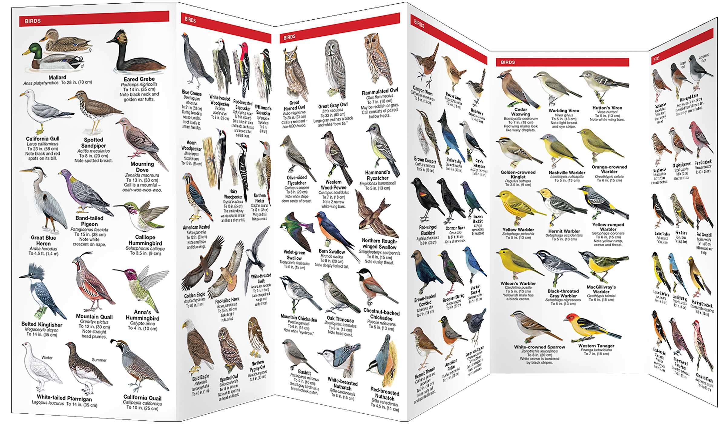 Yosemite Wildlife - Book Summary & Video | Official Publisher Page ...