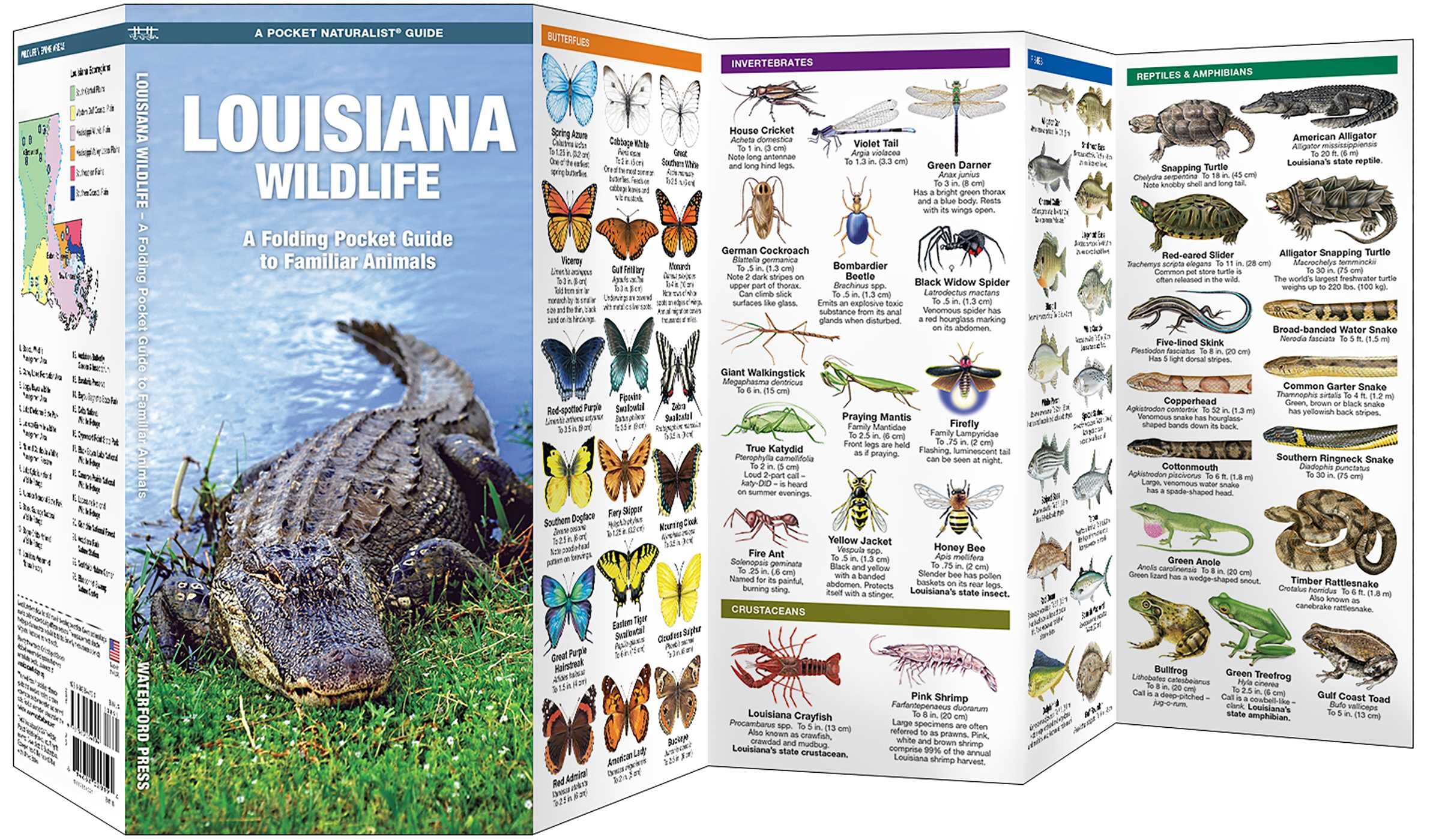 Louisiana Wildlife Book Summary And Video Official Publisher Page