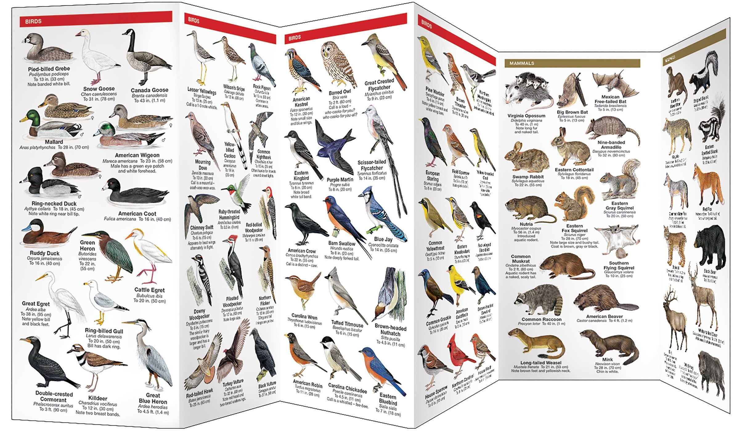 Arkansas Wildlife - Book Summary & Video | Official Publisher Page ...