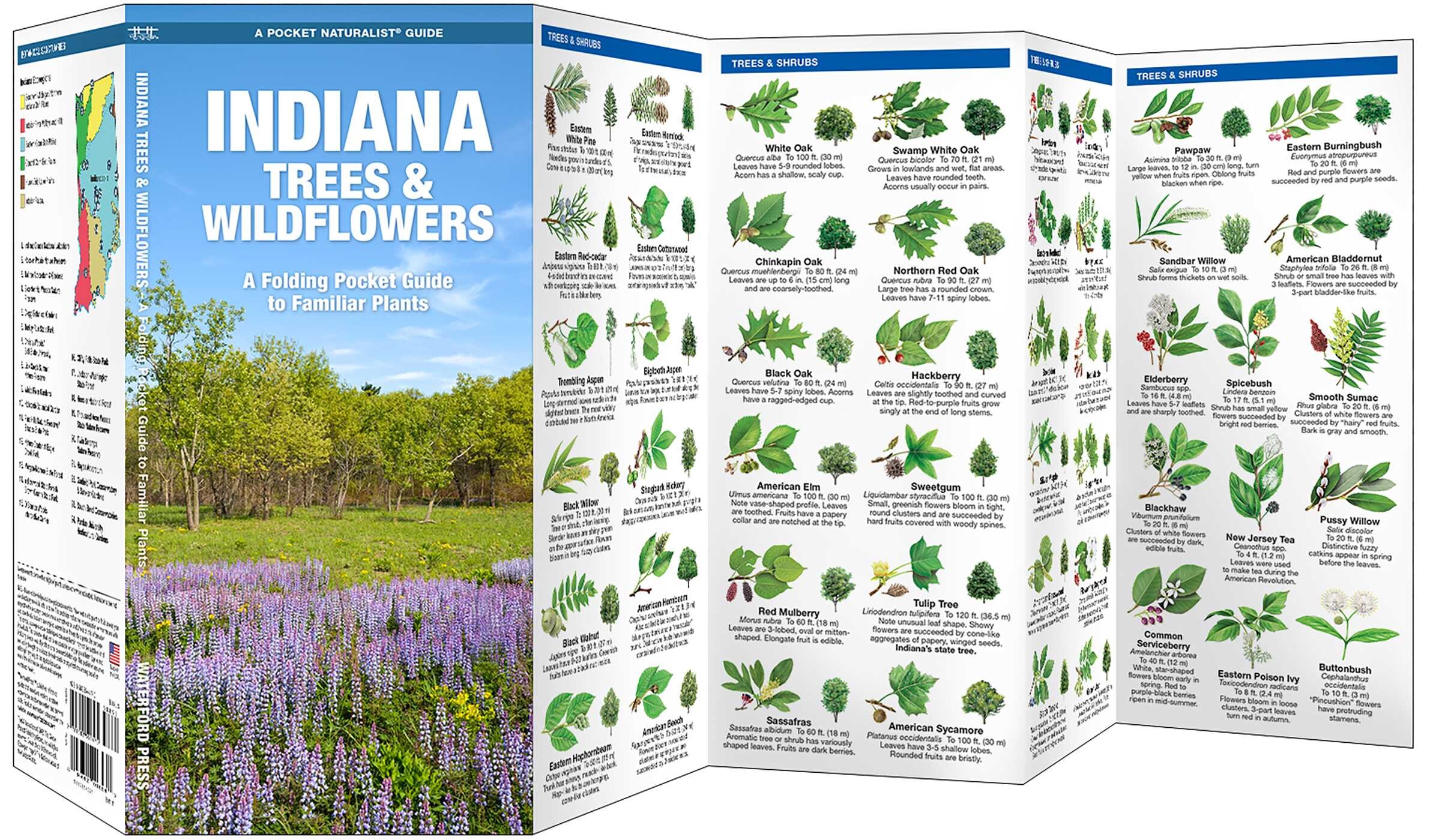 Indiana Trees & Wildflowers - Book Summary & Video | Official Publisher ...