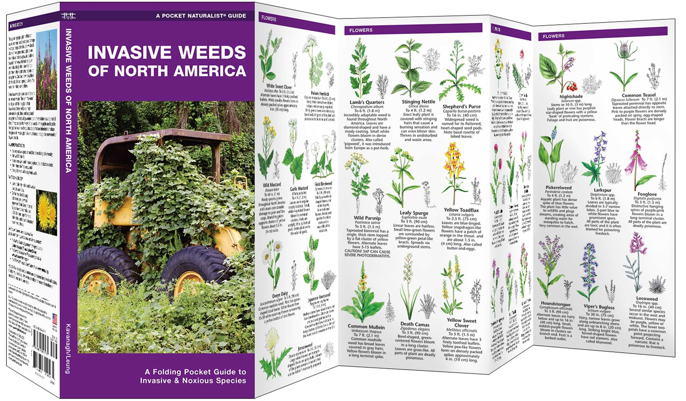 Invasive Weeds of North America - Book Summary & Video | Official ...