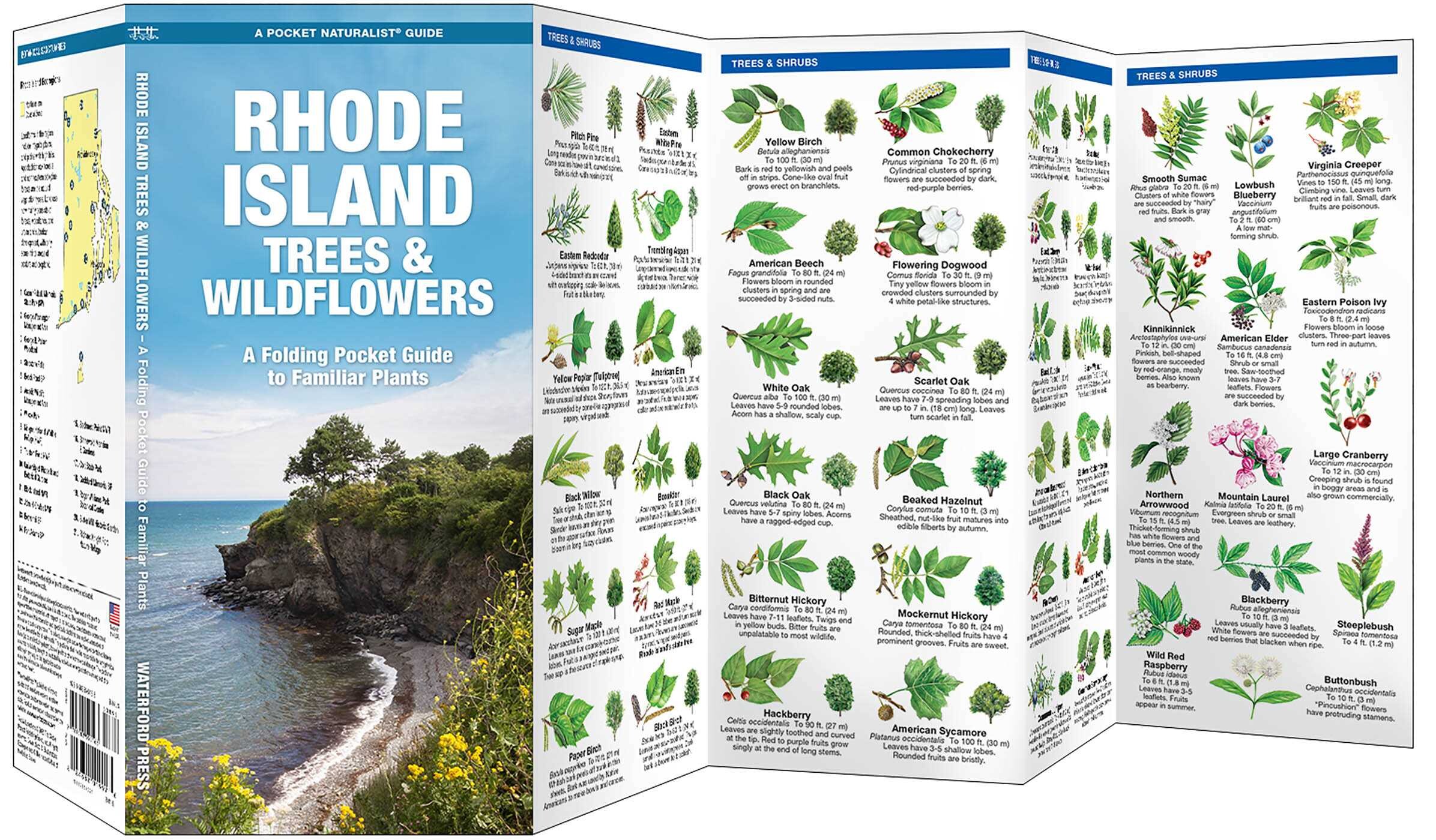 Rhode Island Trees & Wildflowers - Book Summary & Video | Official ...
