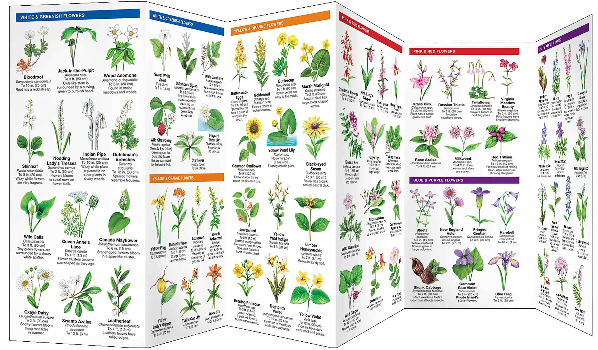 Rhode Island Trees & Wildflowers - Book Summary & Video | Official ...