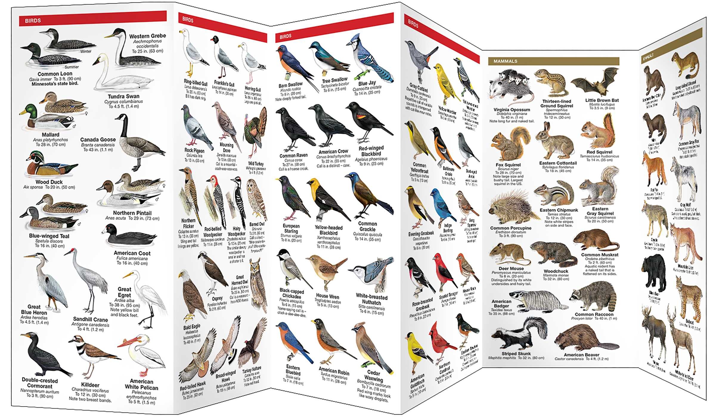 Minnesota Wildlife - Book Summary & Video | Official Publisher Page ...