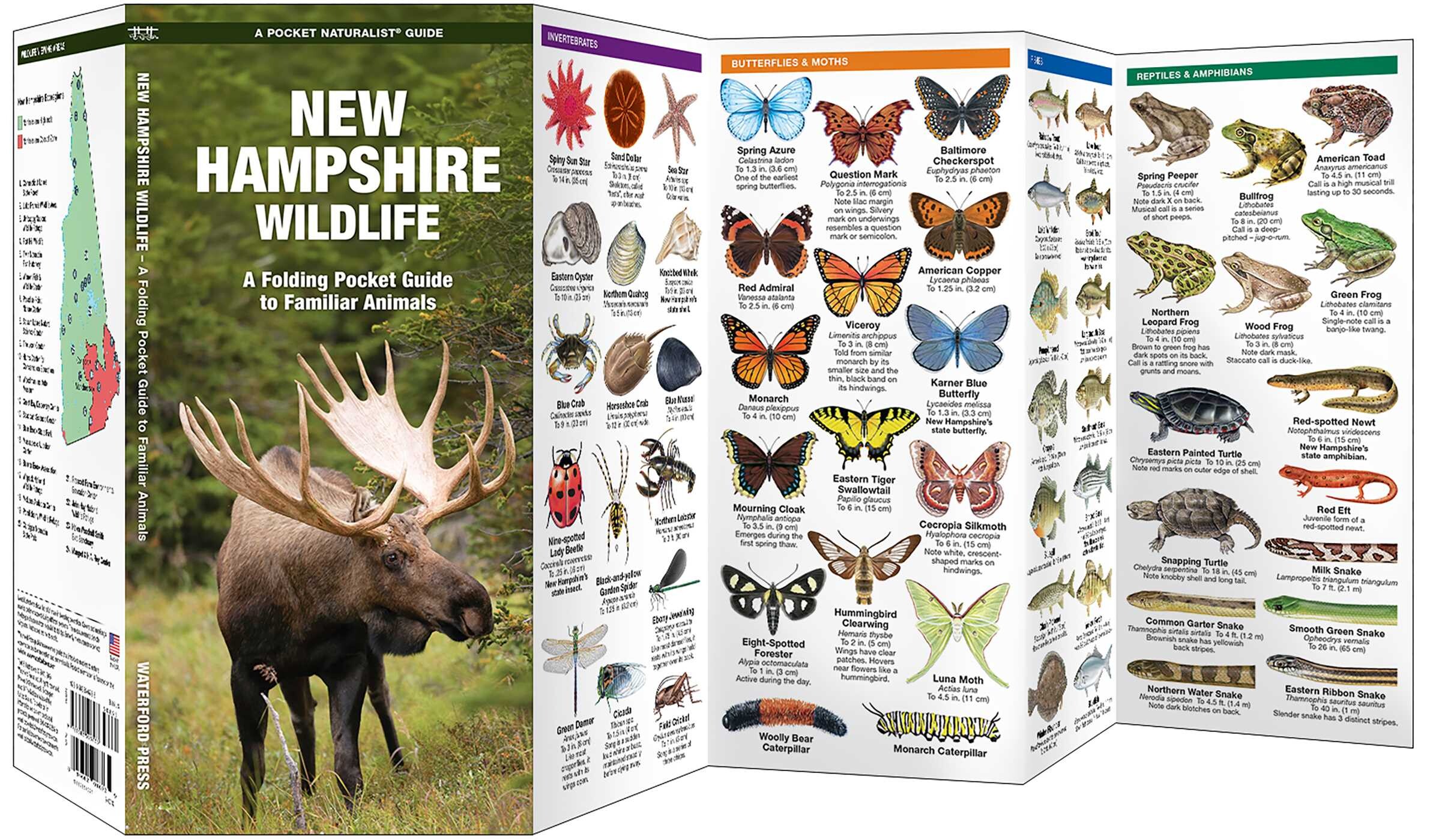 New Hampshire Wildlife - Book Summary & Video | Official Publisher Page ...