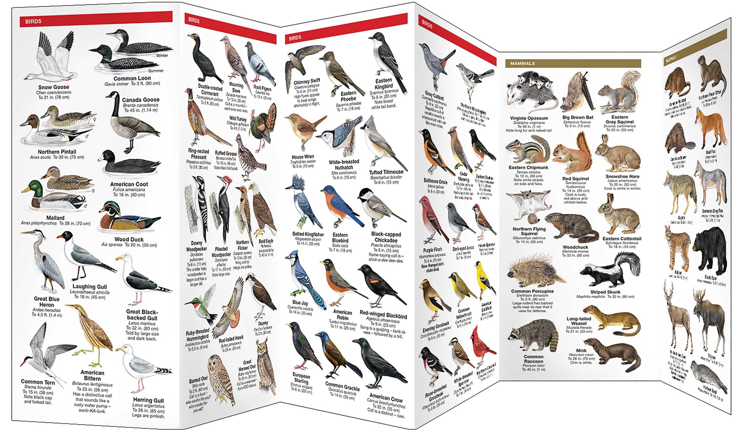 New Hampshire Wildlife - Book Summary & Video | Official Publisher Page ...