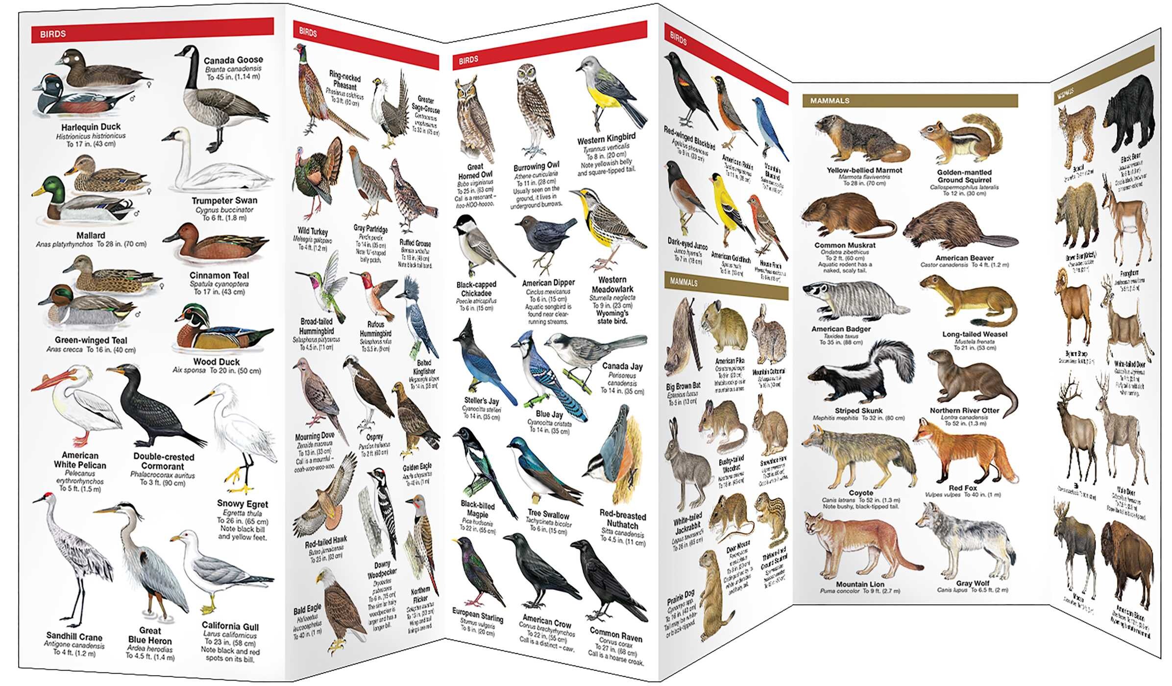 Wyoming Wildlife - Book Summary & Video | Official Publisher Page ...
