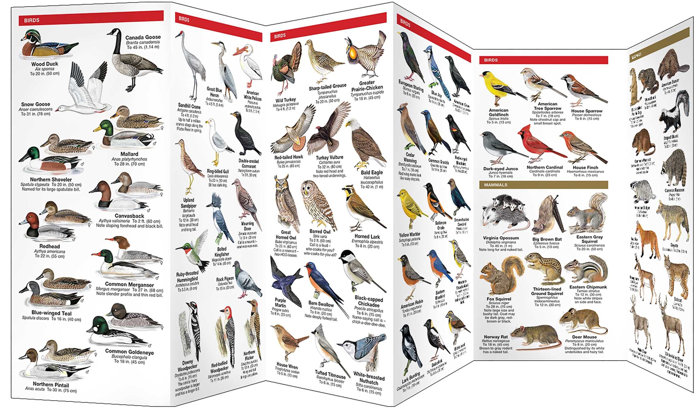 Nebraska Wildlife - Book Summary & Video | Official Publisher Page ...