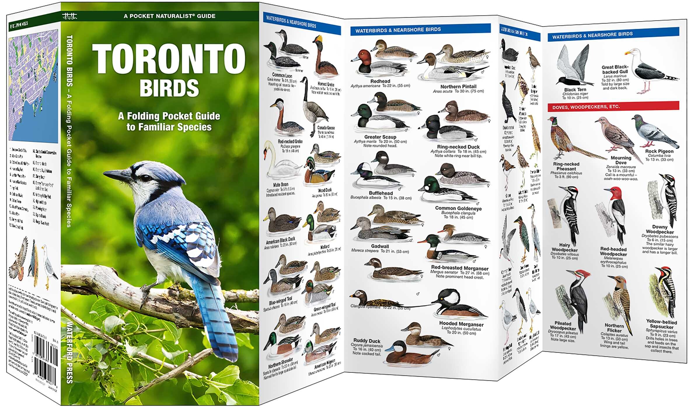 Toronto Birds - Book Summary & Video | Official Publisher Page | Simon ...