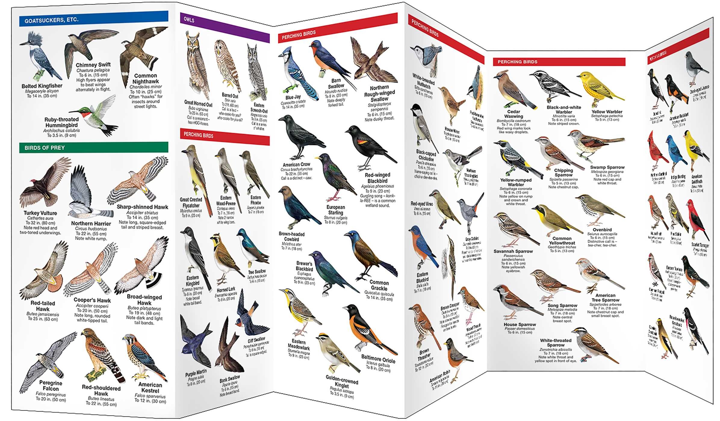 Toronto Birds - Book Summary & Video | Official Publisher Page | Simon ...