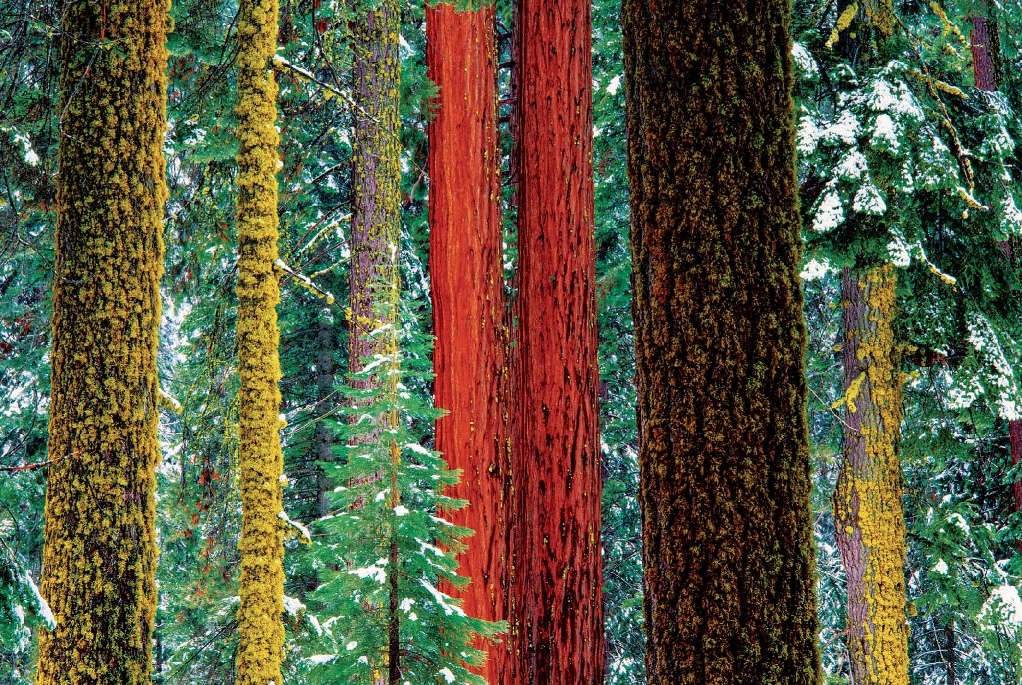 Art Wolfe: Extraordinary Earth Blank Boxed Notecards | Book by Art ...