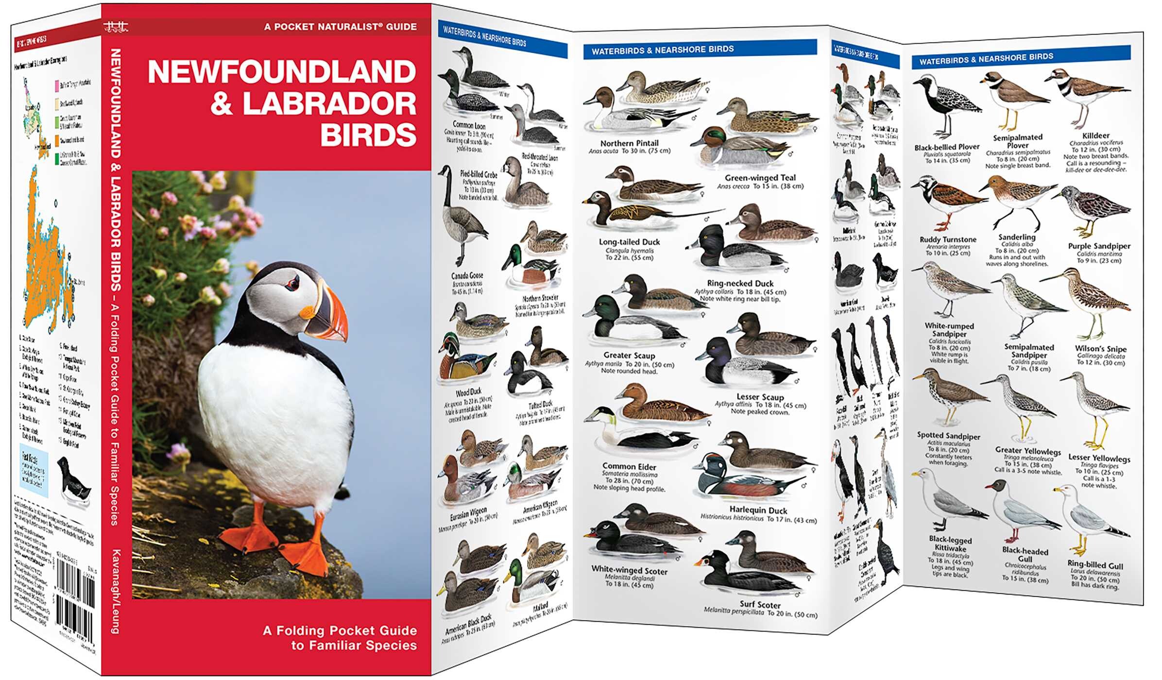 Newfoundland & Labrador Birds - Book Summary & Video | Official ...