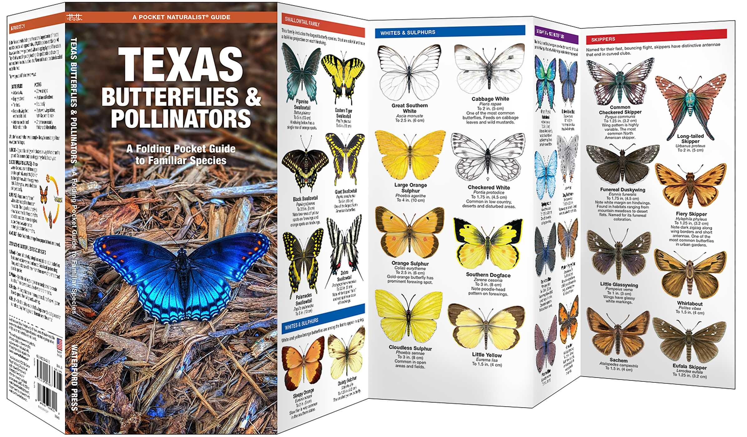 Texas Butterflies & Pollinators - Book Summary & Video | Official ...