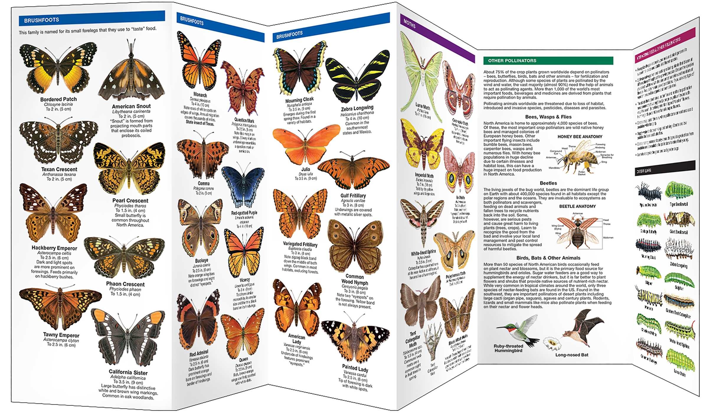 Texas Butterflies & Pollinators - Book Summary & Video | Official ...