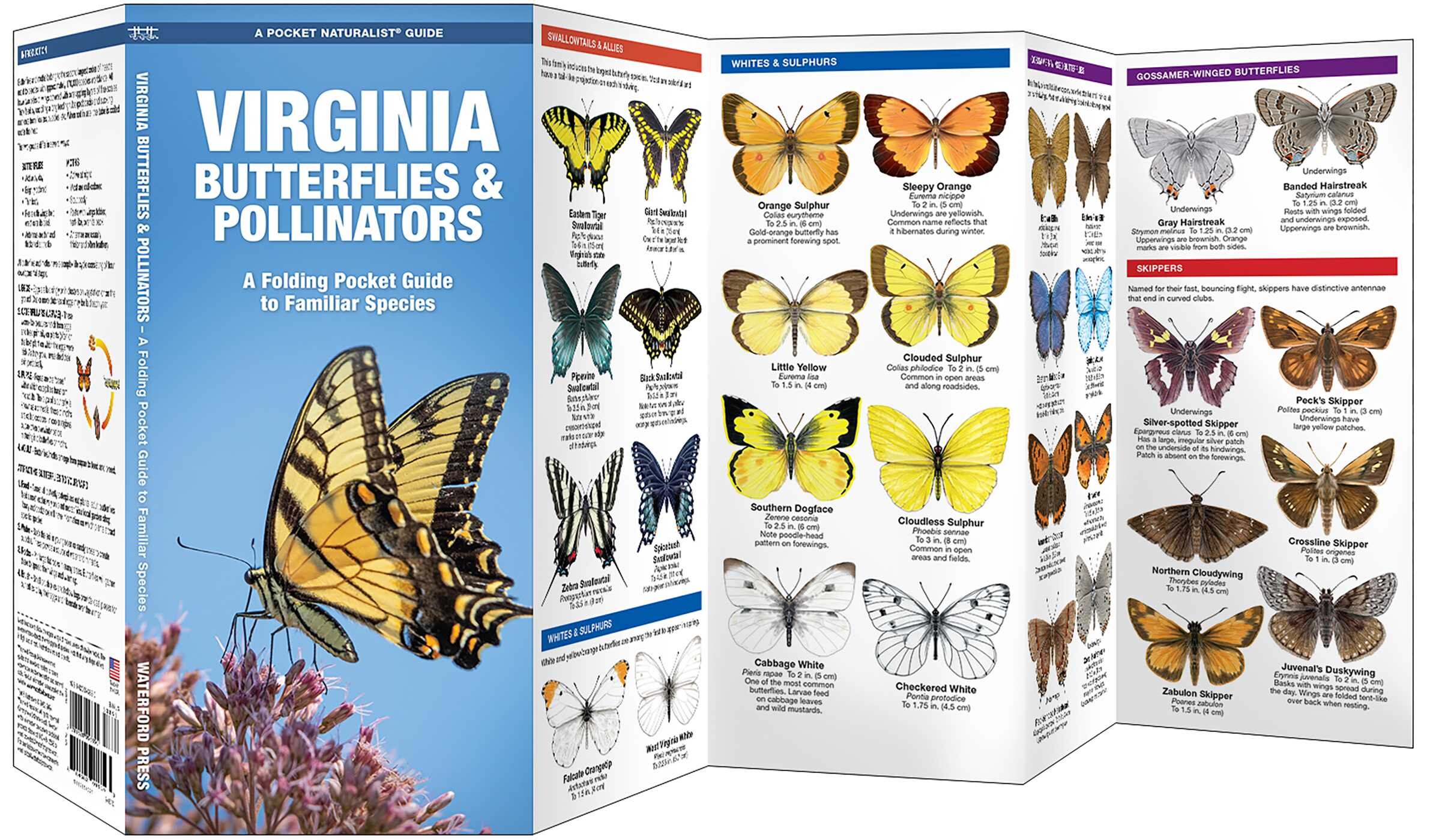 Virginia Butterflies & Pollinators - Book Summary & Video | Official ...
