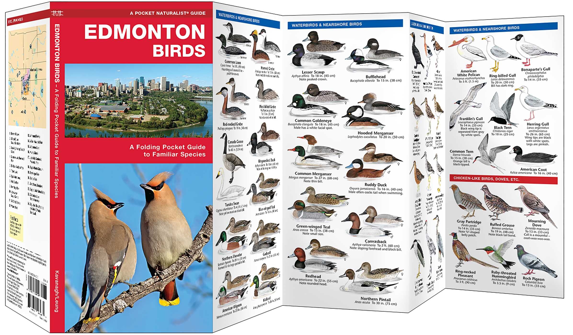 Edmonton Birds - Book Summary & Video | Official Publisher Page | Simon ...