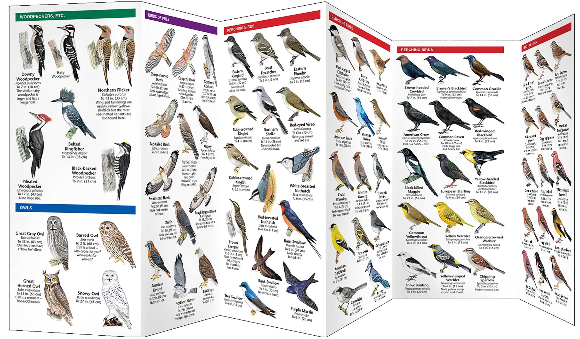 Edmonton Birds - Book Summary & Video | Official Publisher Page | Simon ...