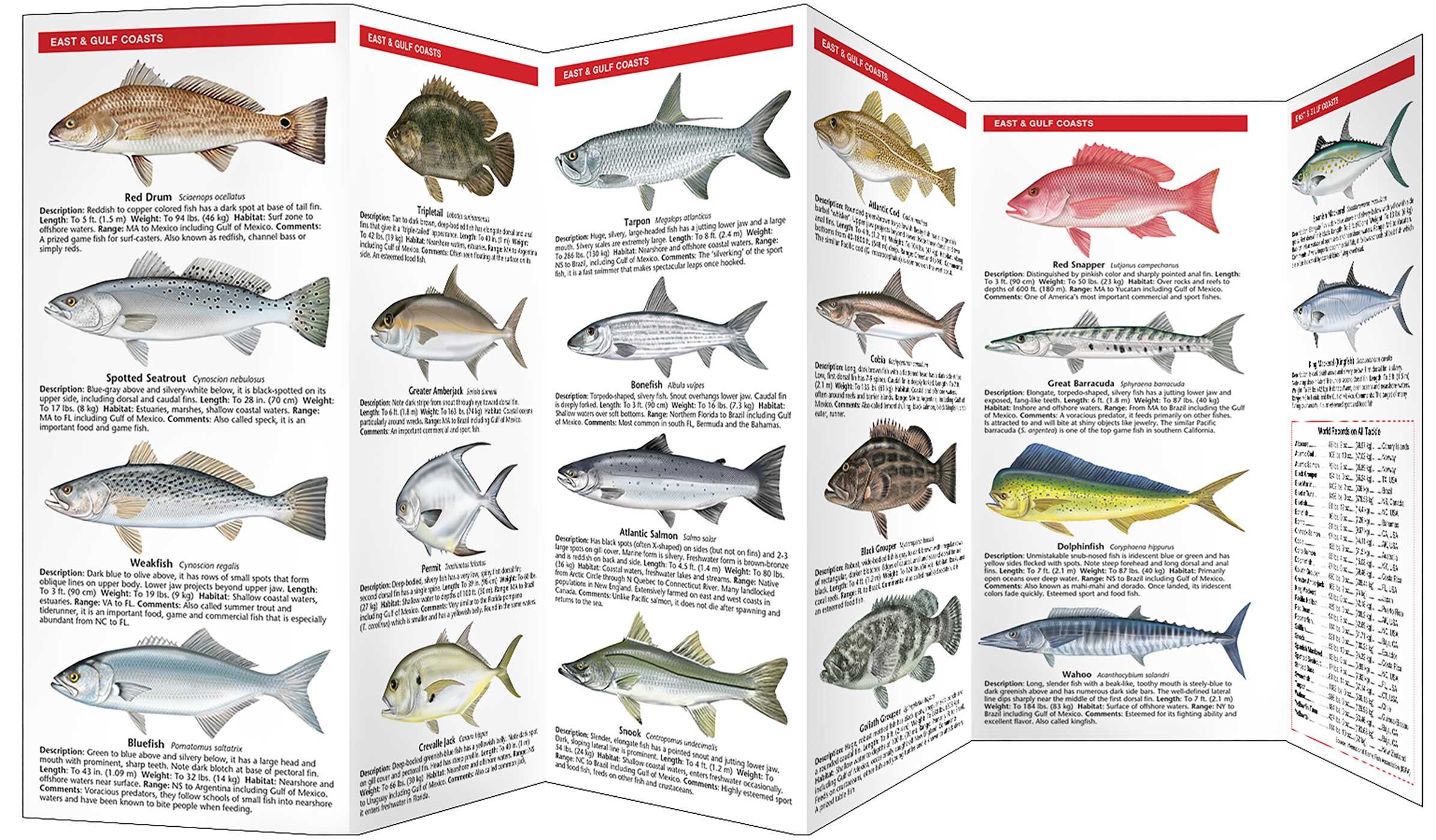 Saltwater Game Fish of North America, 2nd Ed - Book Summary & Video ...