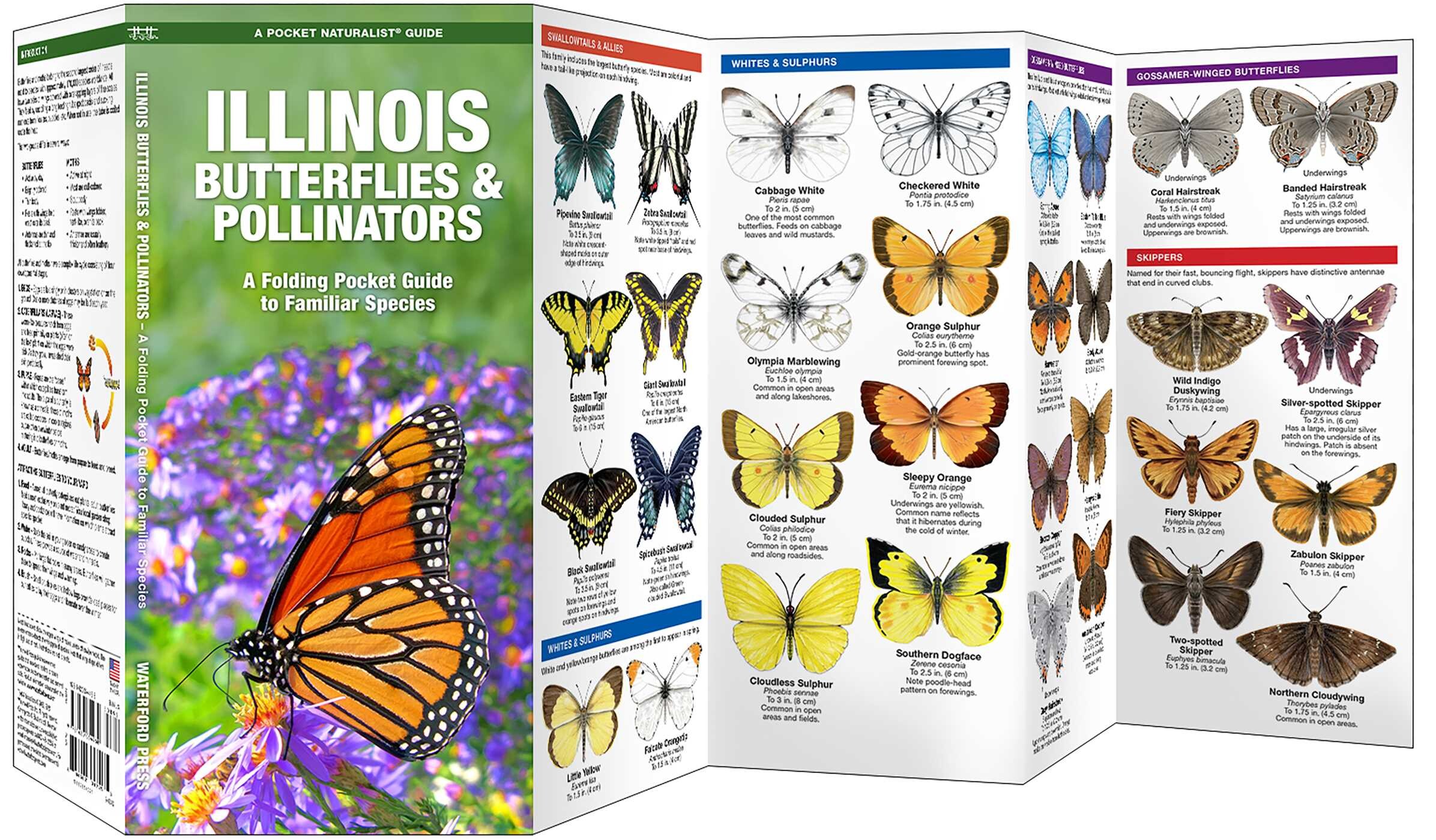 Illinois Butterflies & Pollinators - Book Summary & Video | Official ...