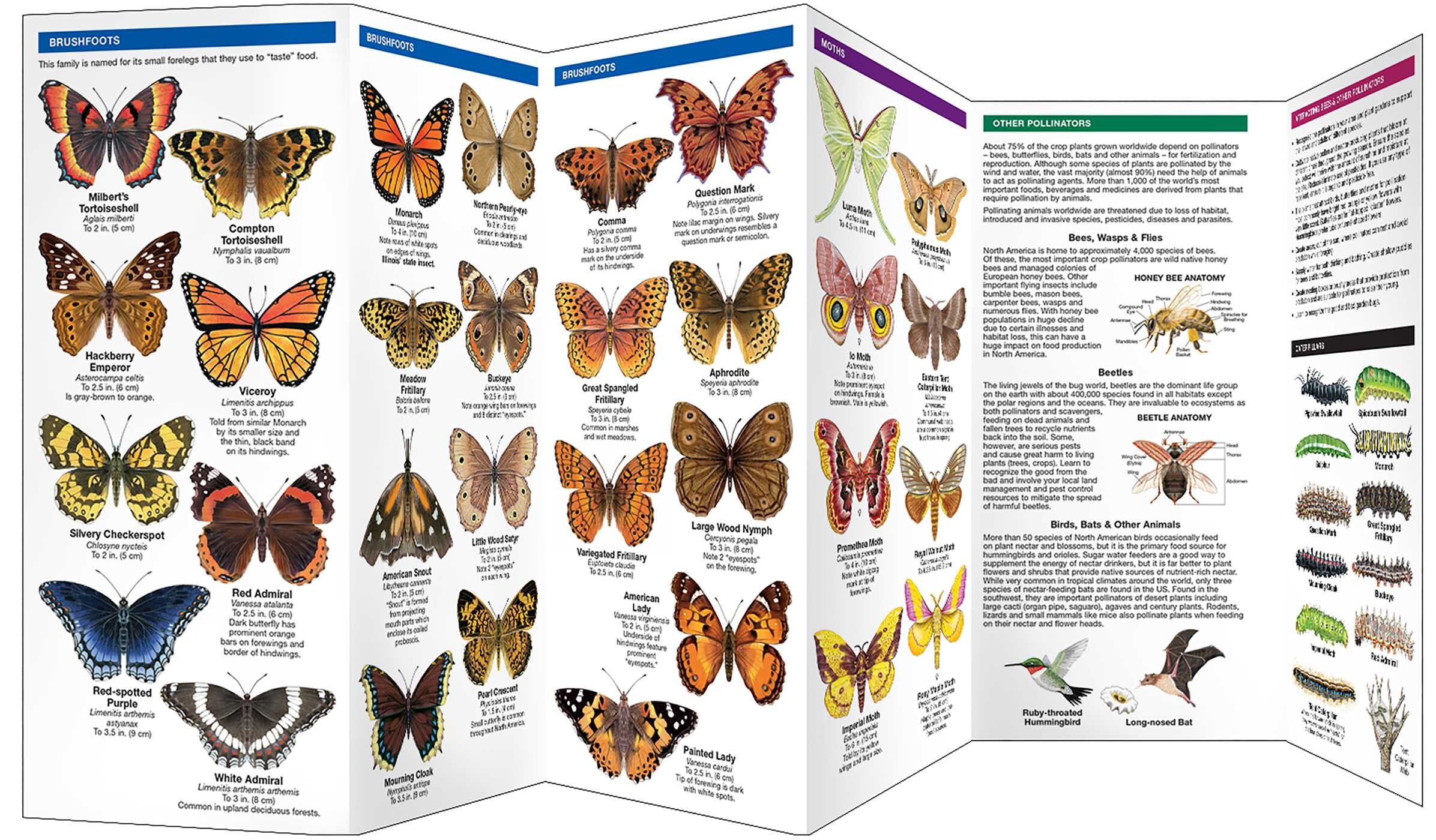 Illinois Butterflies & Pollinators - Book Summary & Video | Official ...