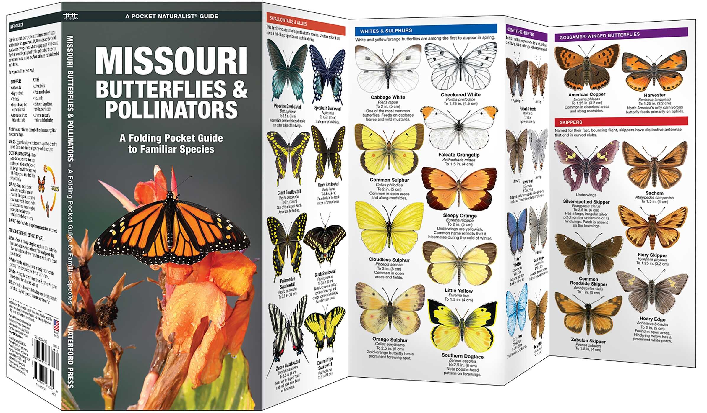 Missouri Butterflies & Pollinators - Book Summary & Video | Official ...