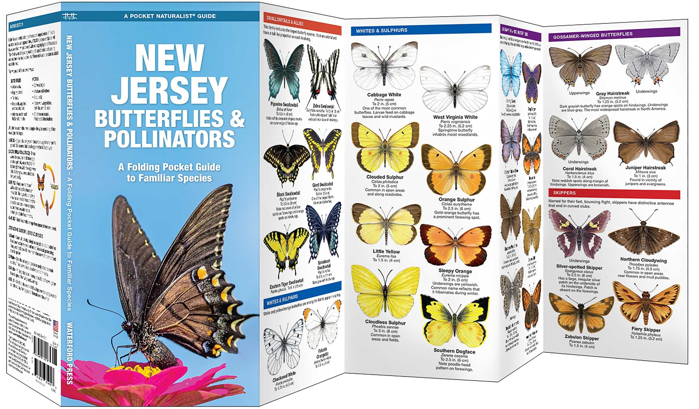 New Jersey Butterflies & Pollinators - Book Summary & Video | Official ...