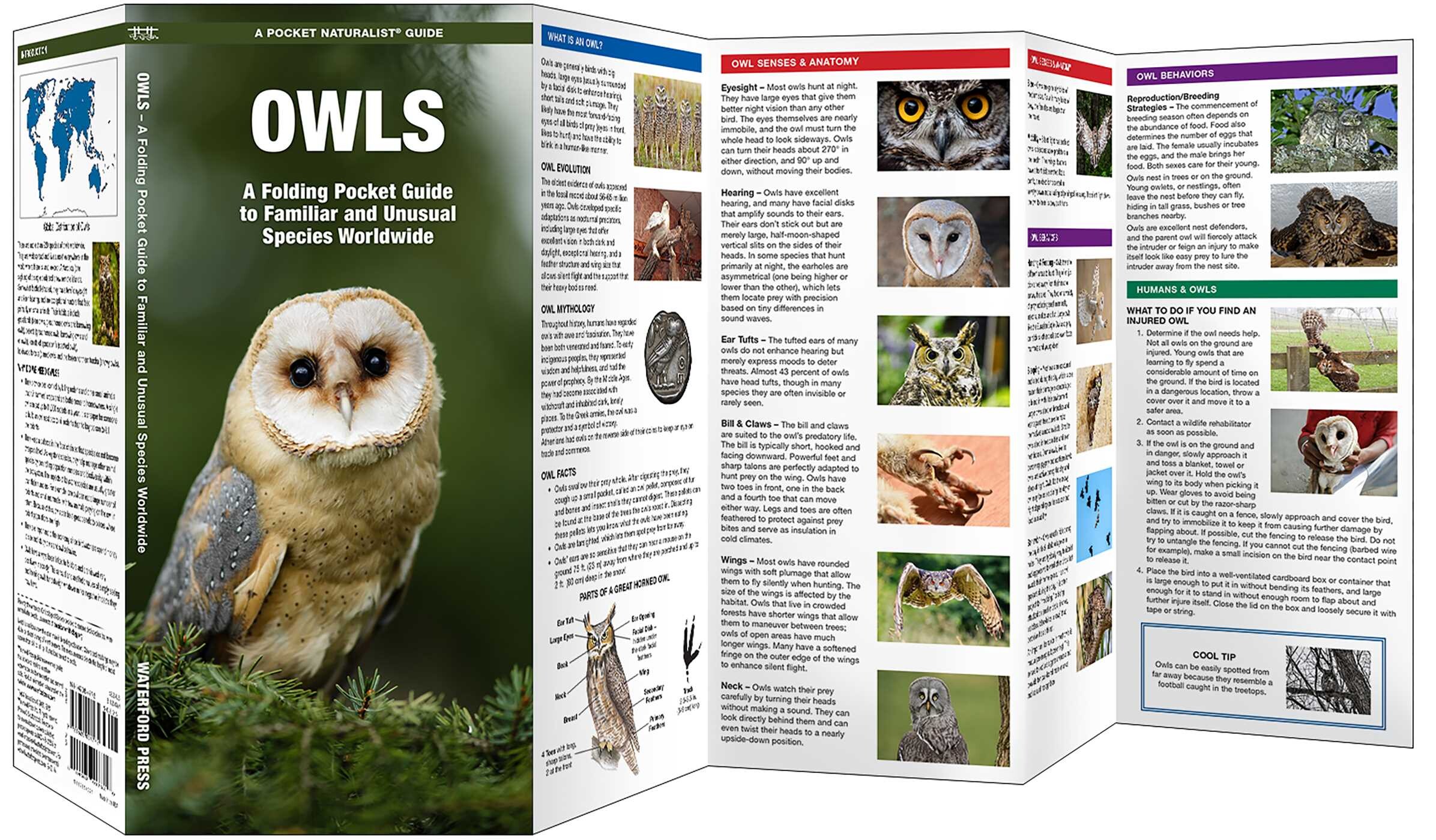 Owls - Book Summary & Video | Official Publisher Page | Simon & Schuster