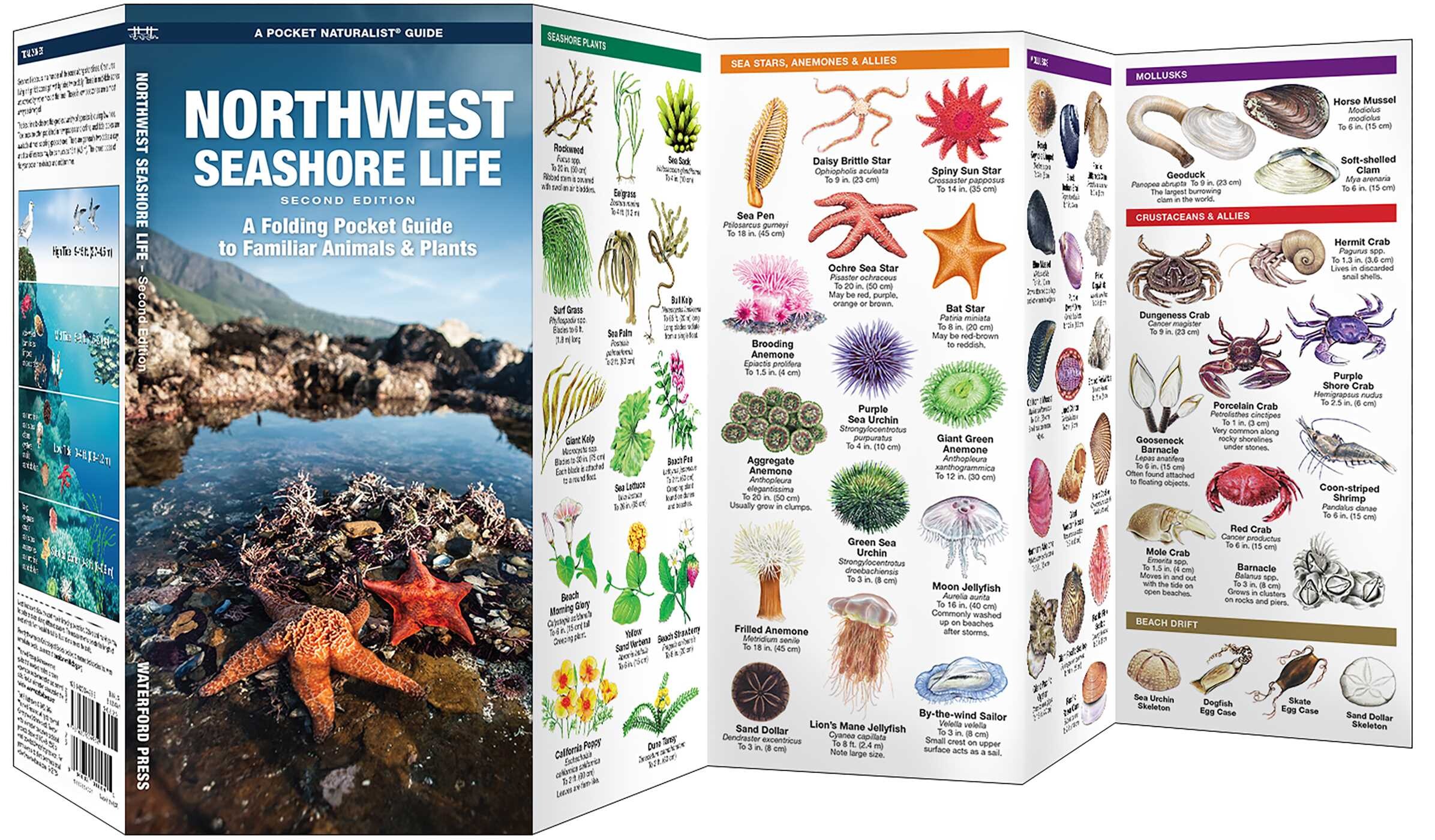 Northwest Seashore Life, 2nd Ed - Book Summary & Video | Official ...