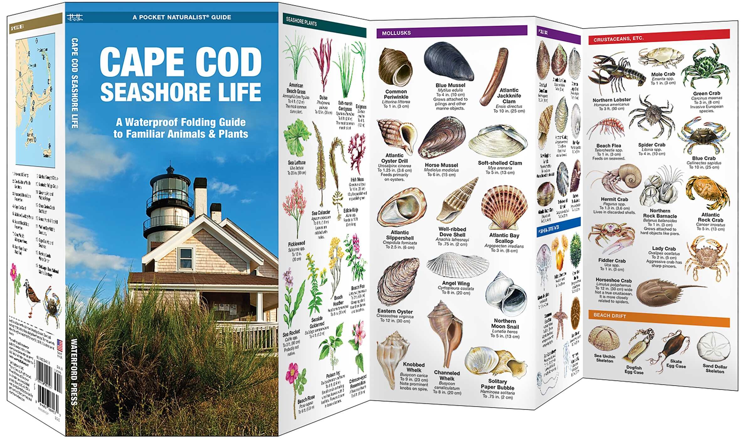 Cape Cod Seashore Life, 2nd Ed - Book Summary & Video | Official ...