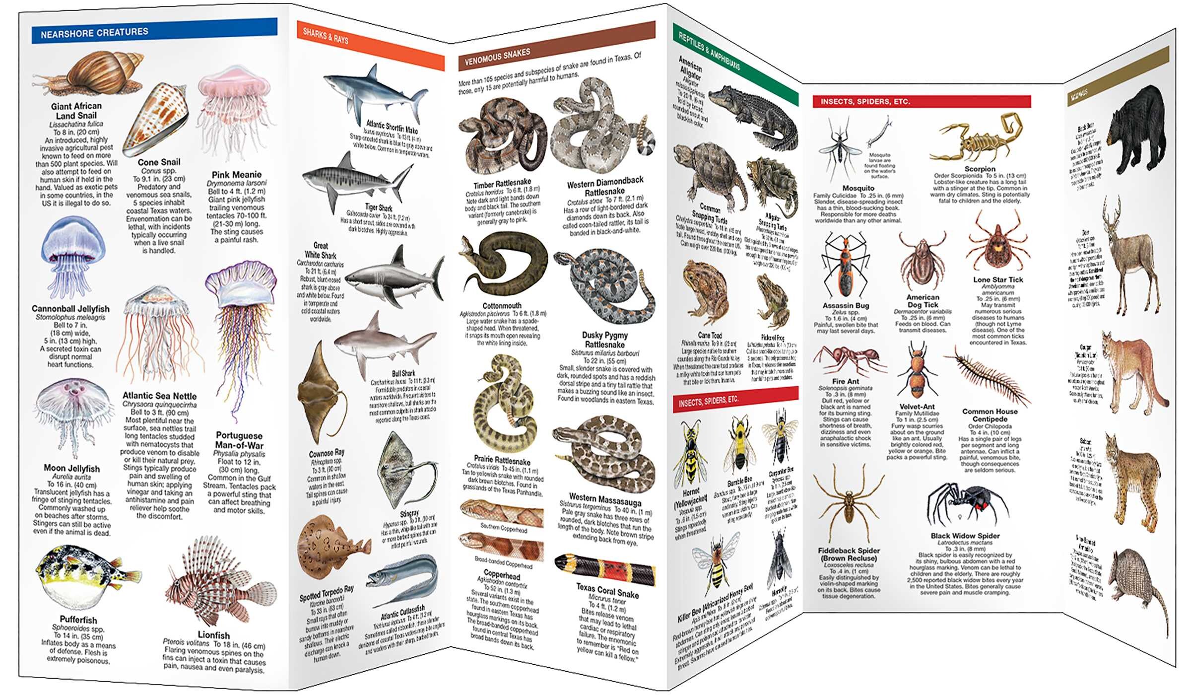 Texas Dangerous Animals & Plants - Book Summary & Video | Official ...