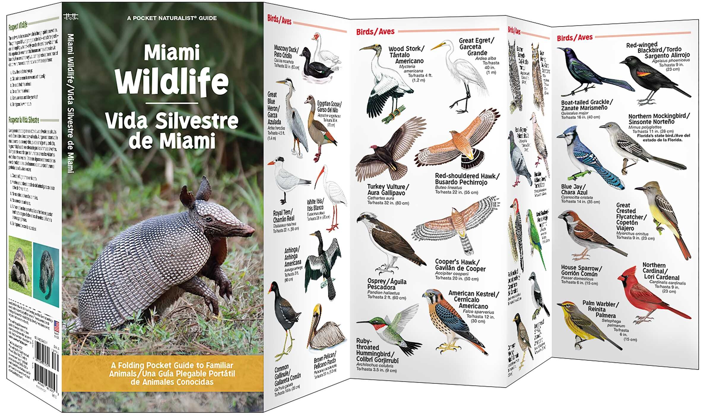 Miami Wildlife/Vida Silvestre de Miami - Book Summary & Video ...