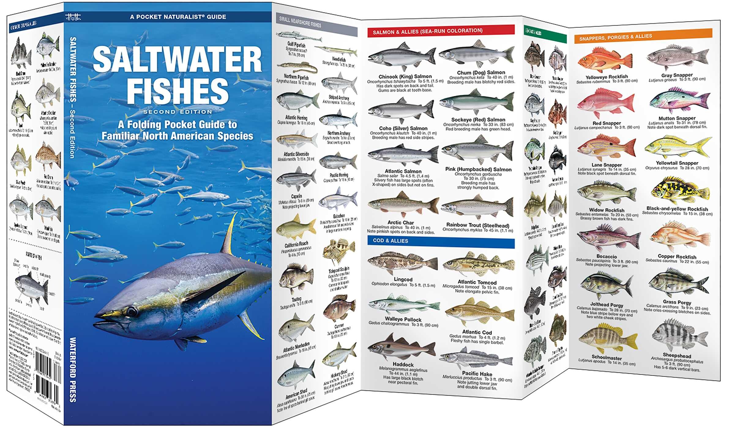Saltwater Fishes, 2nd Ed - Book Summary & Video | Official Publisher ...