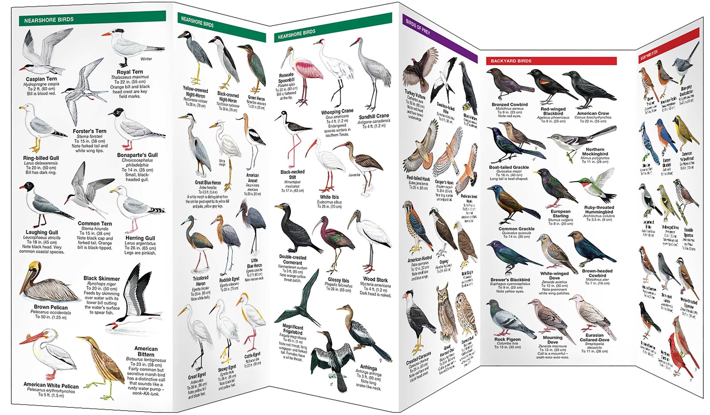 Gulf Coast Birds, 2nd Ed - Book Summary & Video | Official Publisher ...