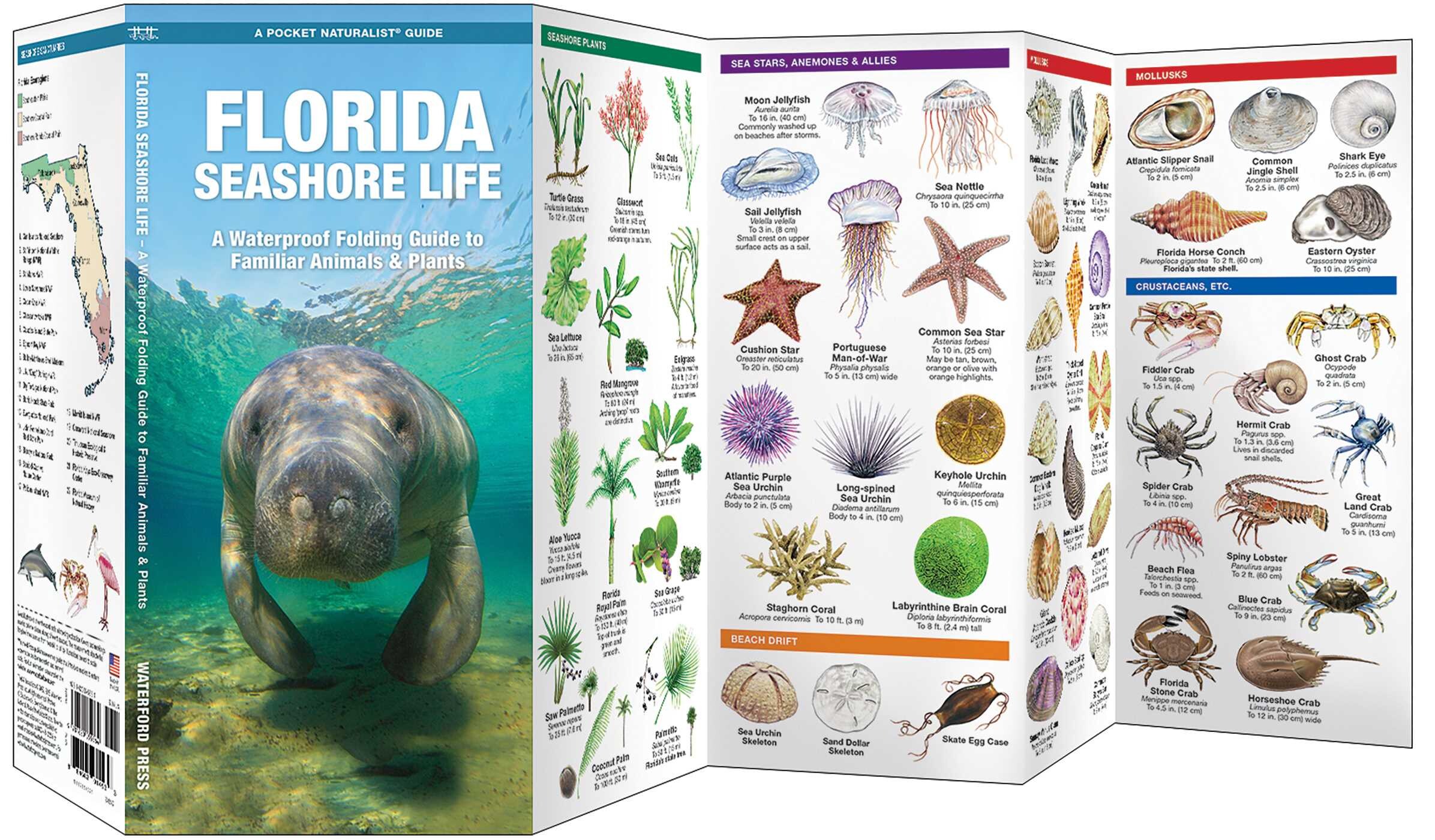 Florida Seashore Life, 2nd Ed - Book Summary & Video | Official ...