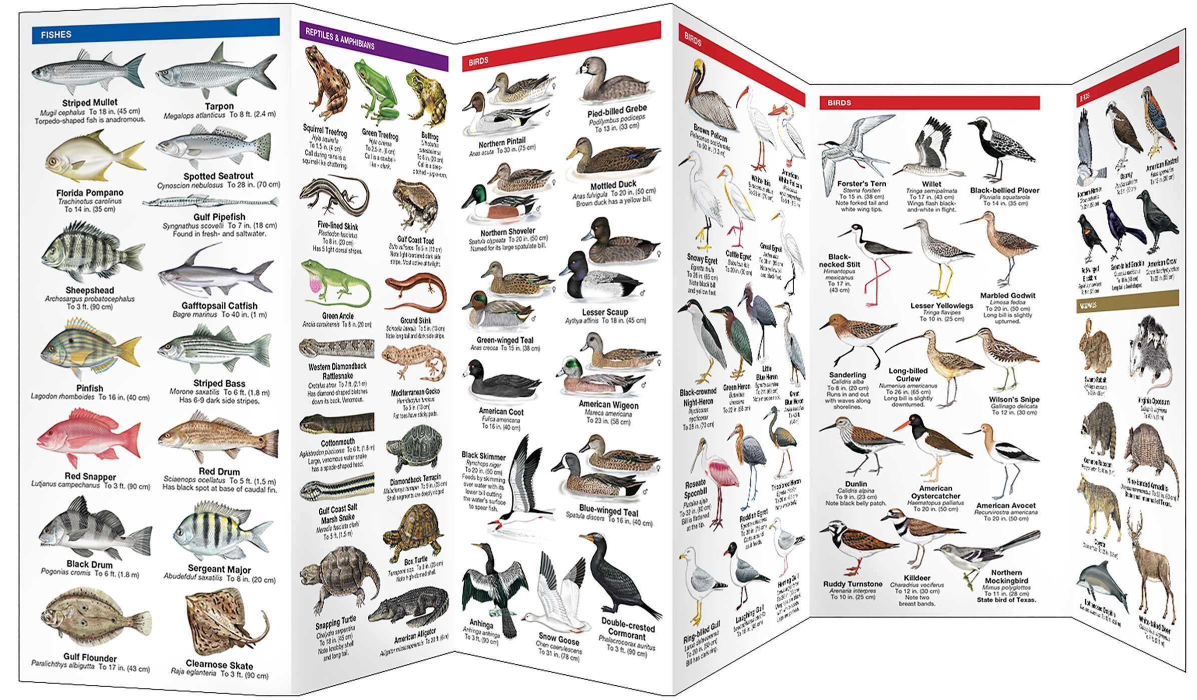 Texas Seashore Life, 3rd Ed - Book Summary & Video | Official Publisher ...