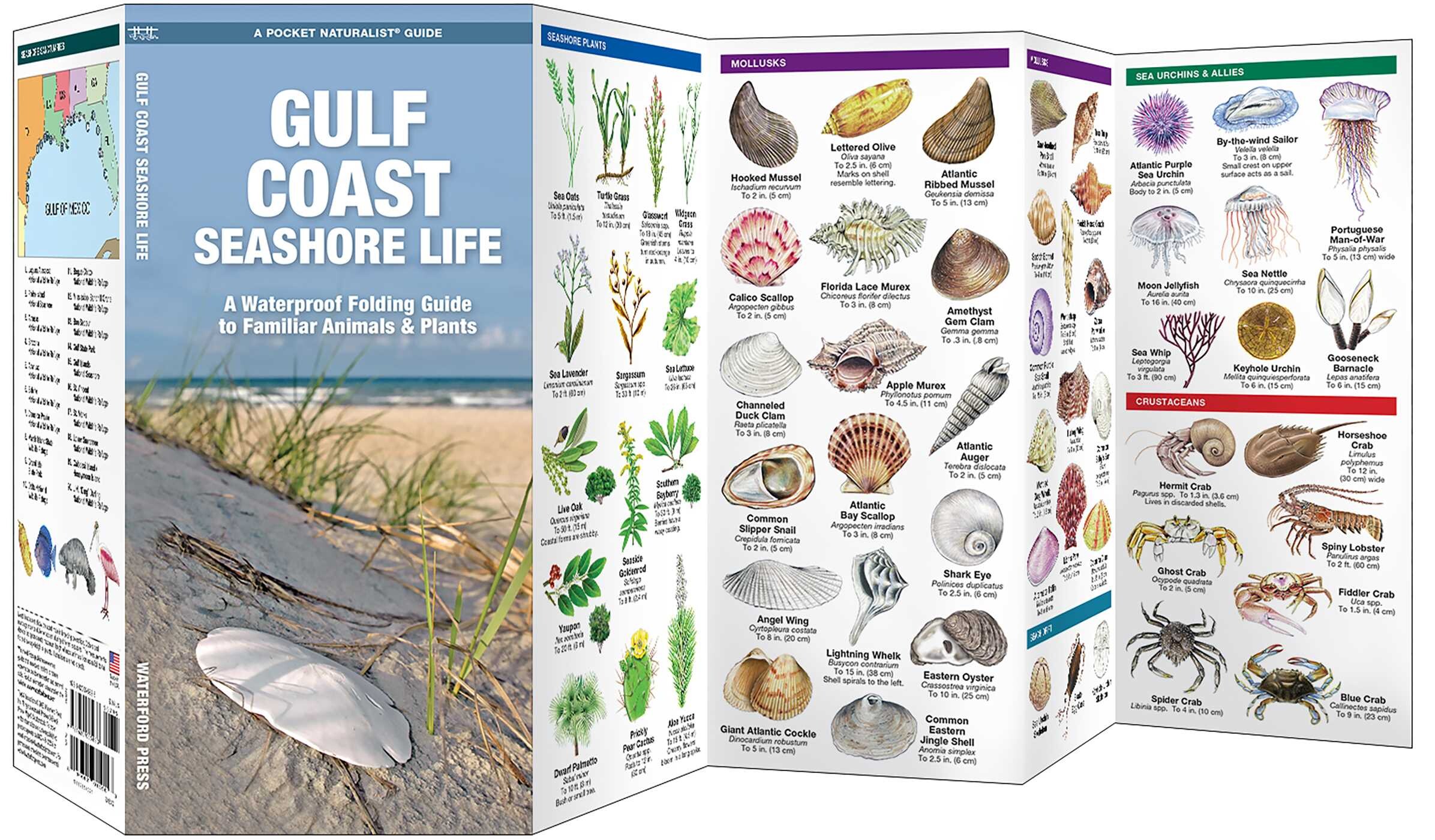 Gulf Coast Seashore Life, 2nd Ed - Book Summary & Video | Official ...