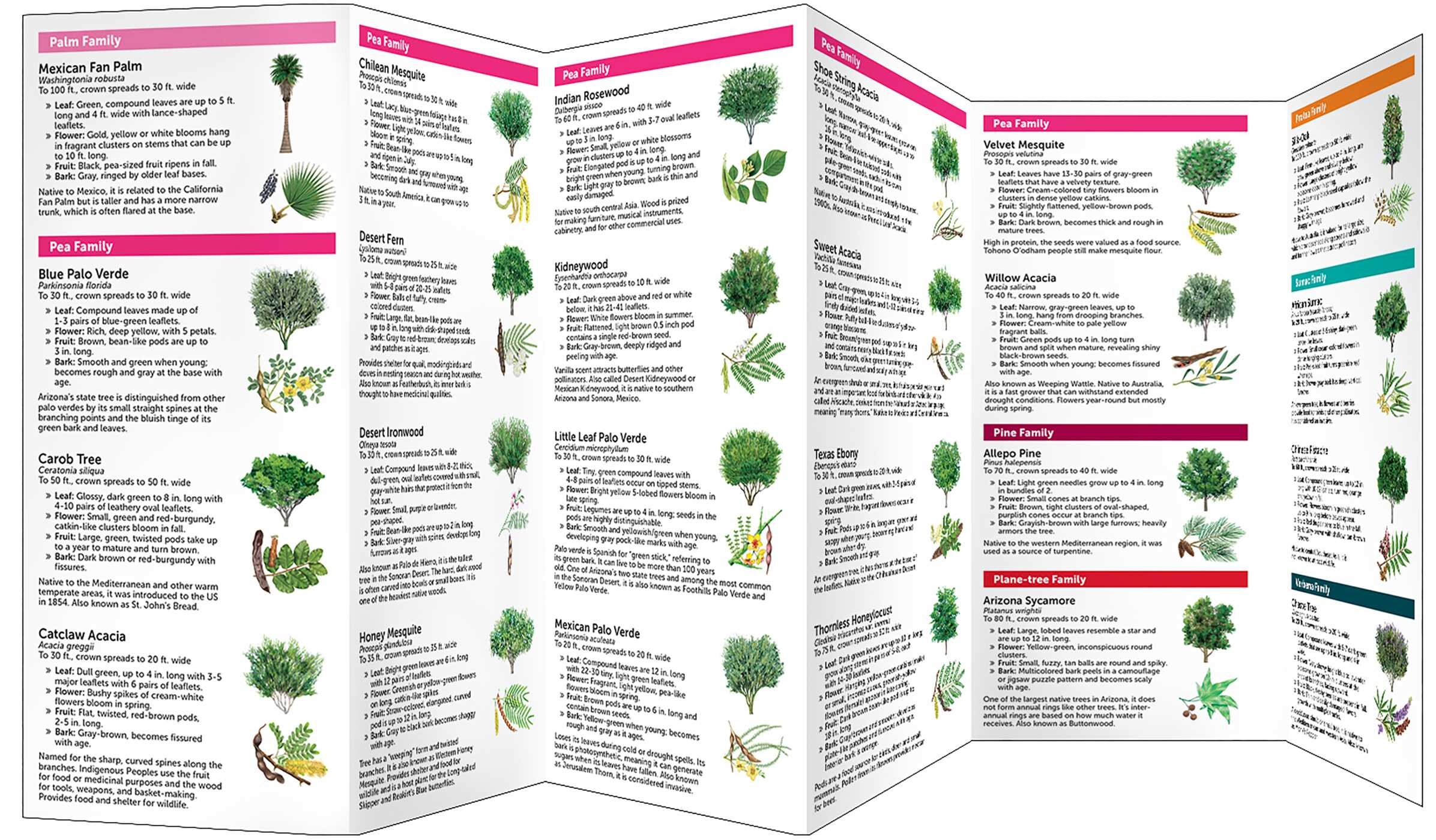 Phoenix Trees - Book Summary & Video | Official Publisher Page | Simon ...