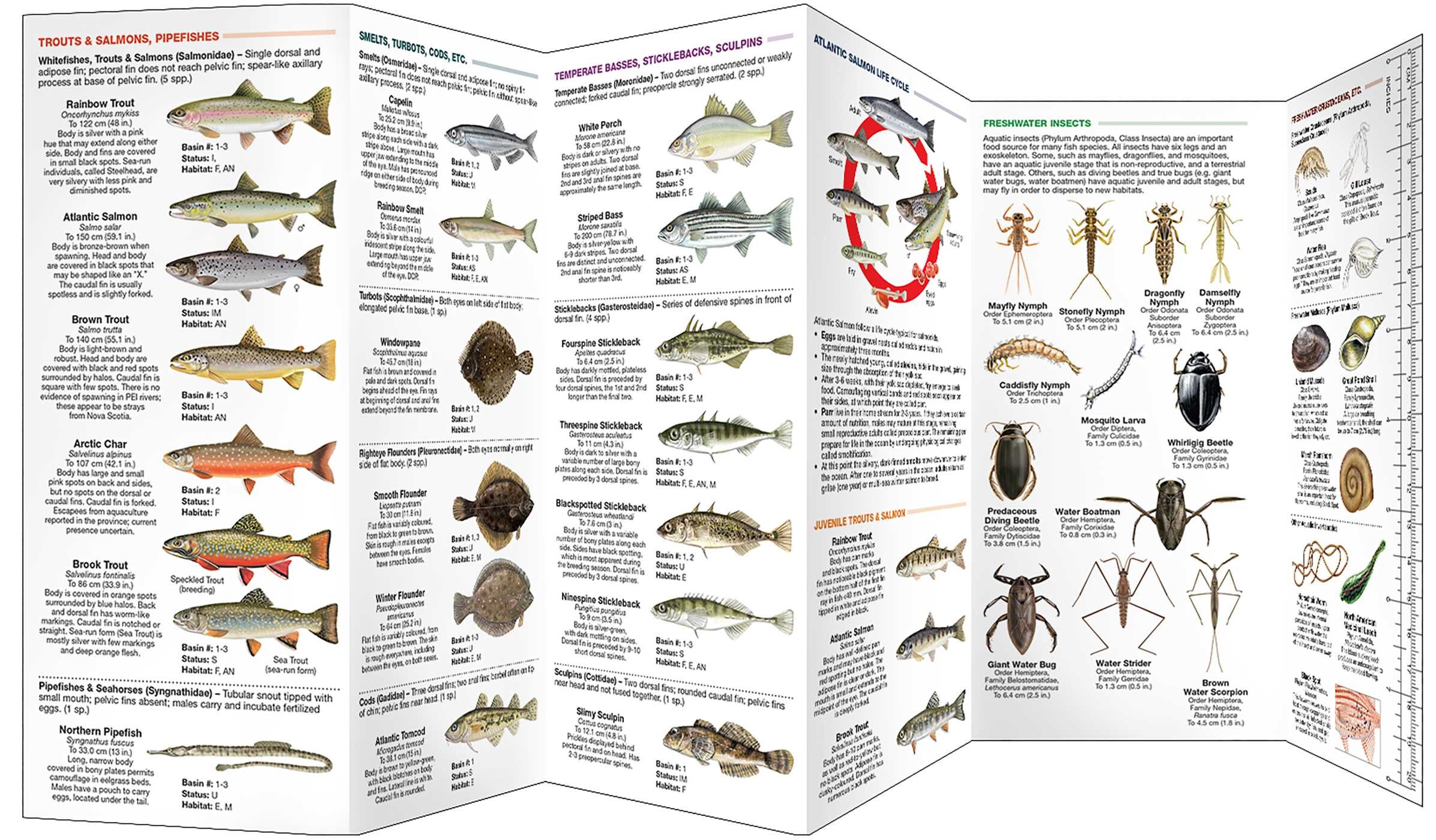 Prince Edward Island Fishes - Book Summary & Video | Official Publisher ...