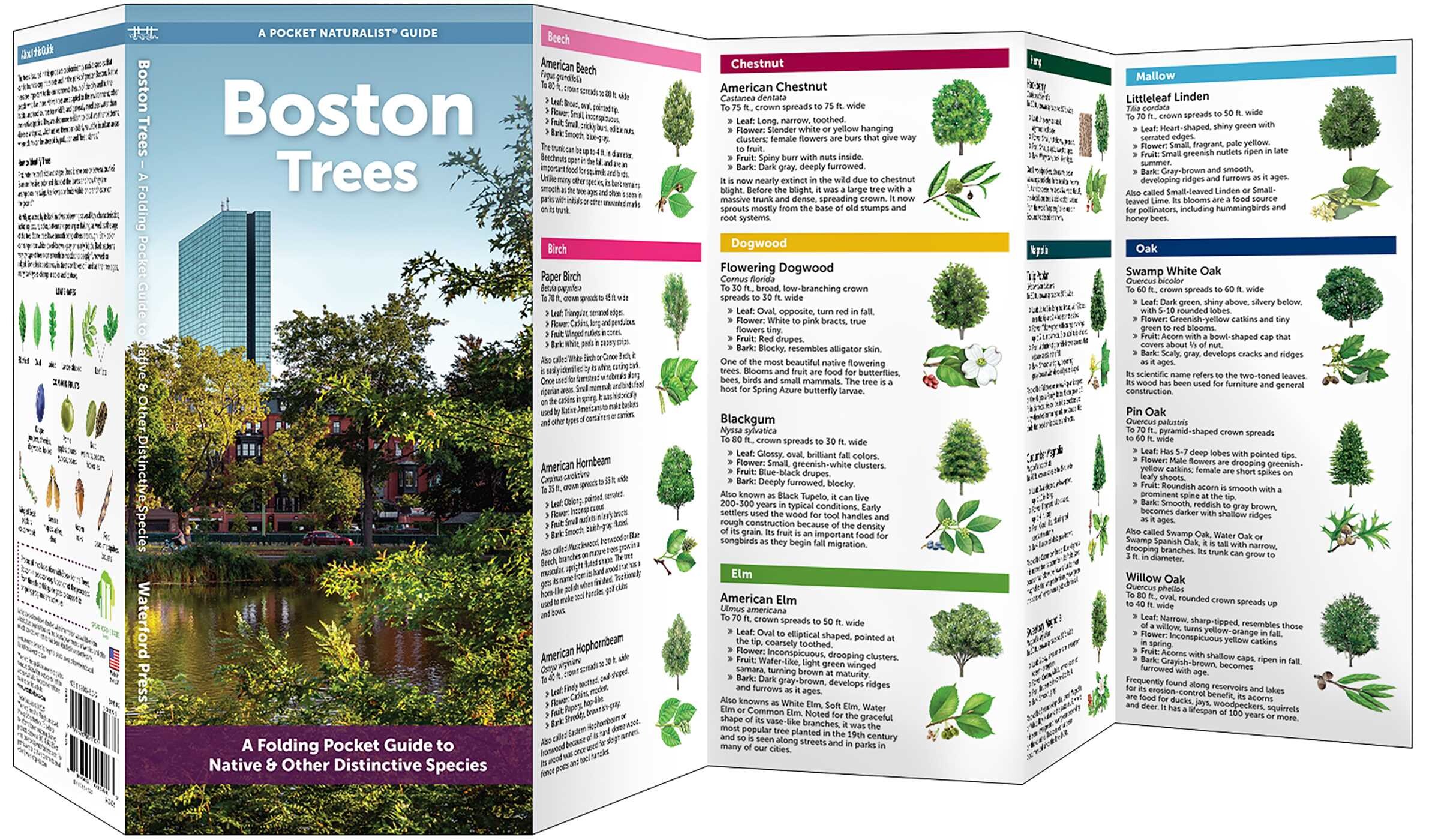 Boston Trees - Book Summary & Video | Official Publisher Page | Simon ...