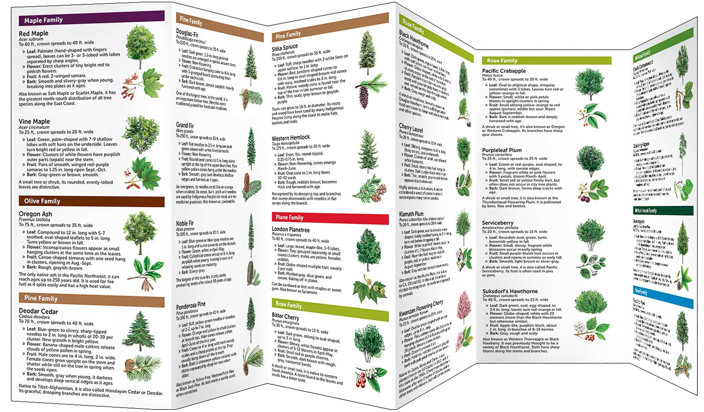 Seattle Trees - Book Summary & Video | Official Publisher Page | Simon ...