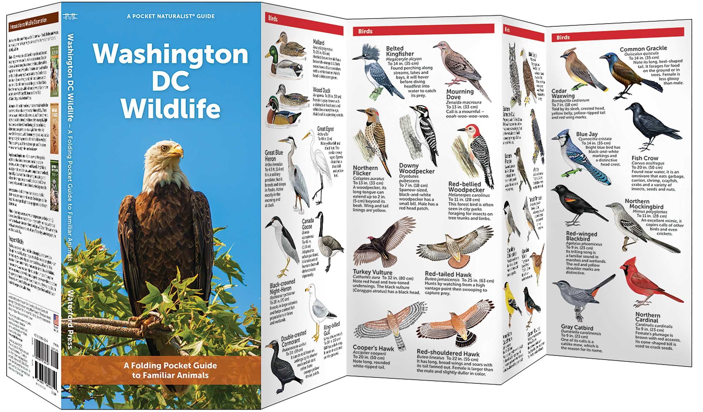 Washington DC Wildlife - Book Summary & Video | Official Publisher Page ...