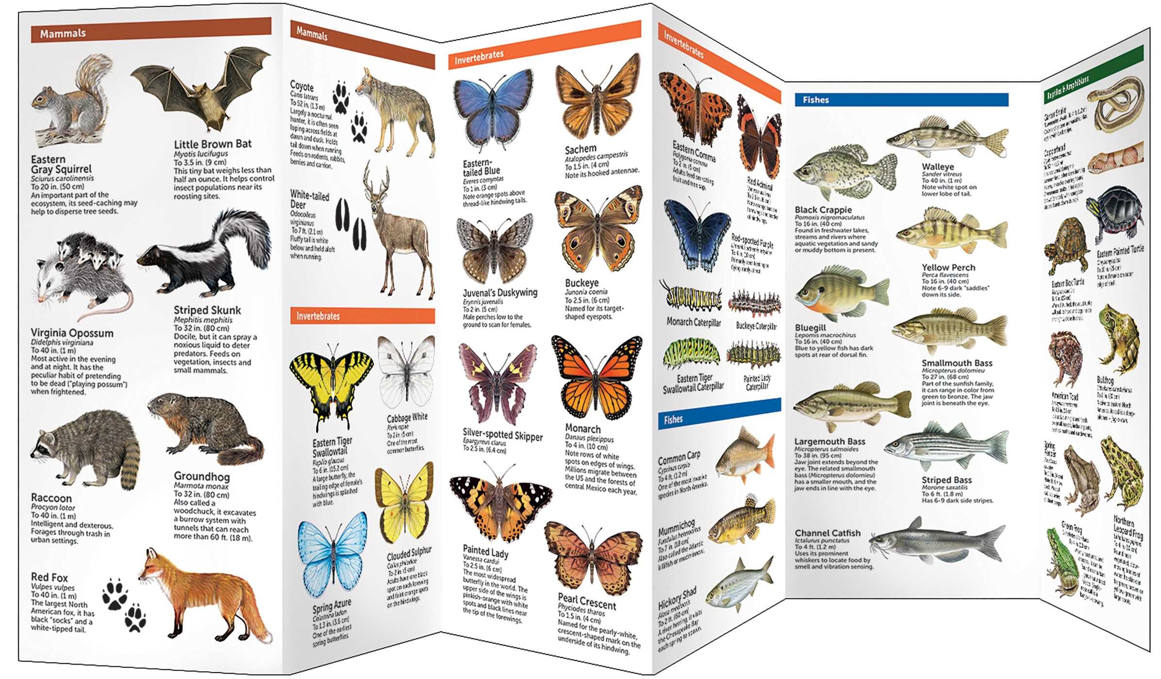 Washington DC Wildlife - Book Summary & Video | Official Publisher Page ...