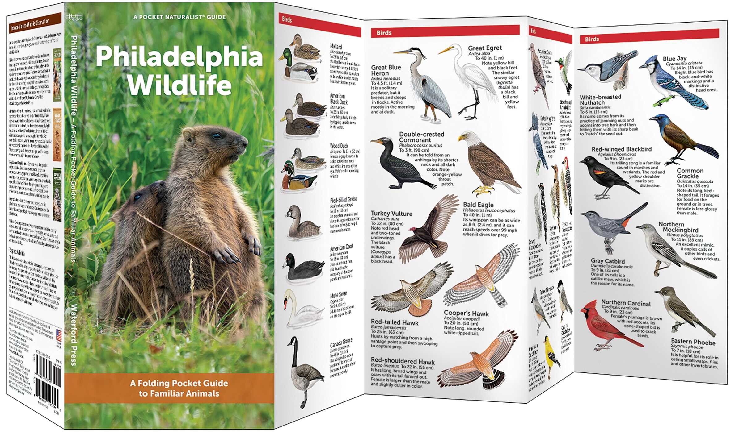 Philadelphia Wildlife - Book Summary & Video | Official Publisher Page ...