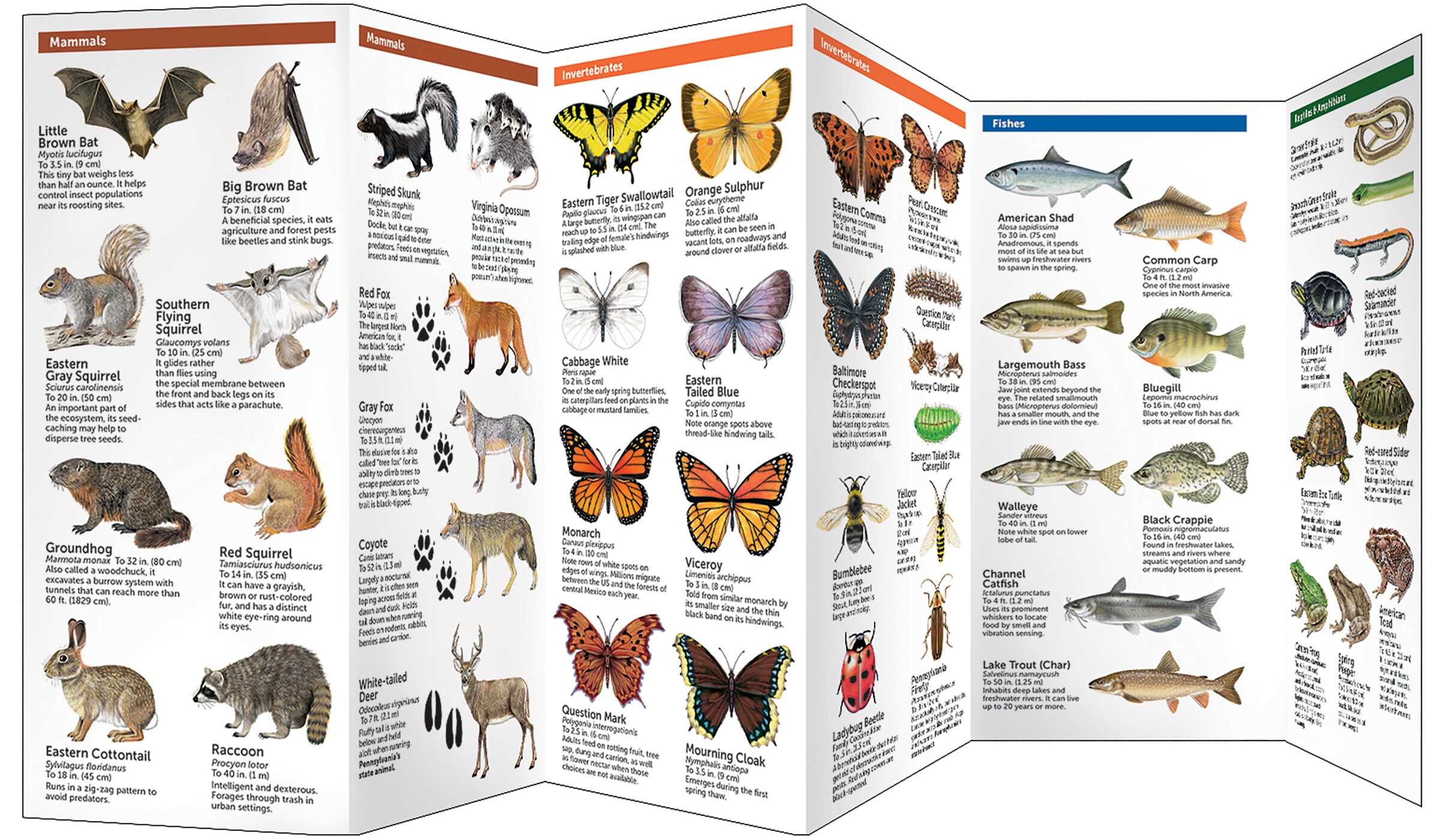 Philadelphia Wildlife - Book Summary & Video | Official Publisher Page ...