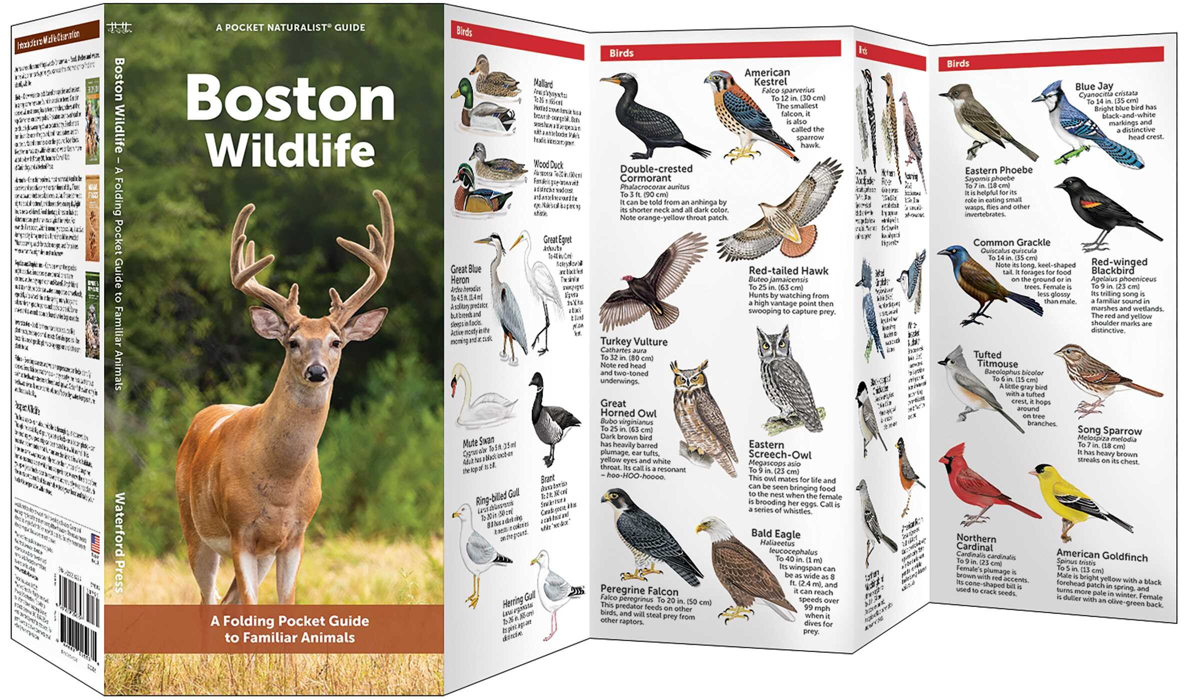 Boston Wildlife - Book Summary & Video | Official Publisher Page ...