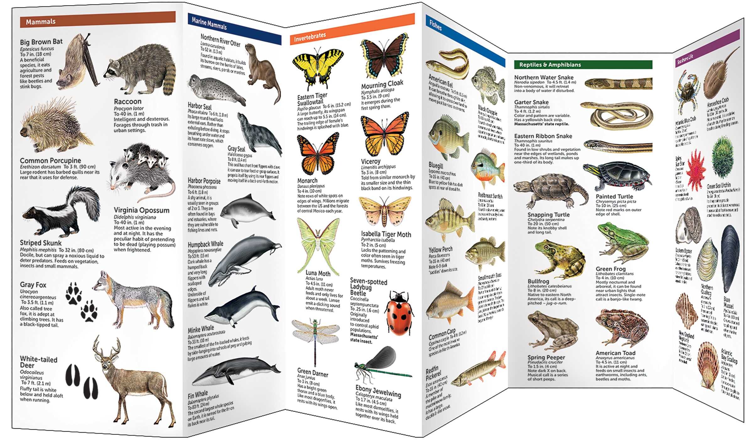 Boston Wildlife - Book Summary & Video | Official Publisher Page ...