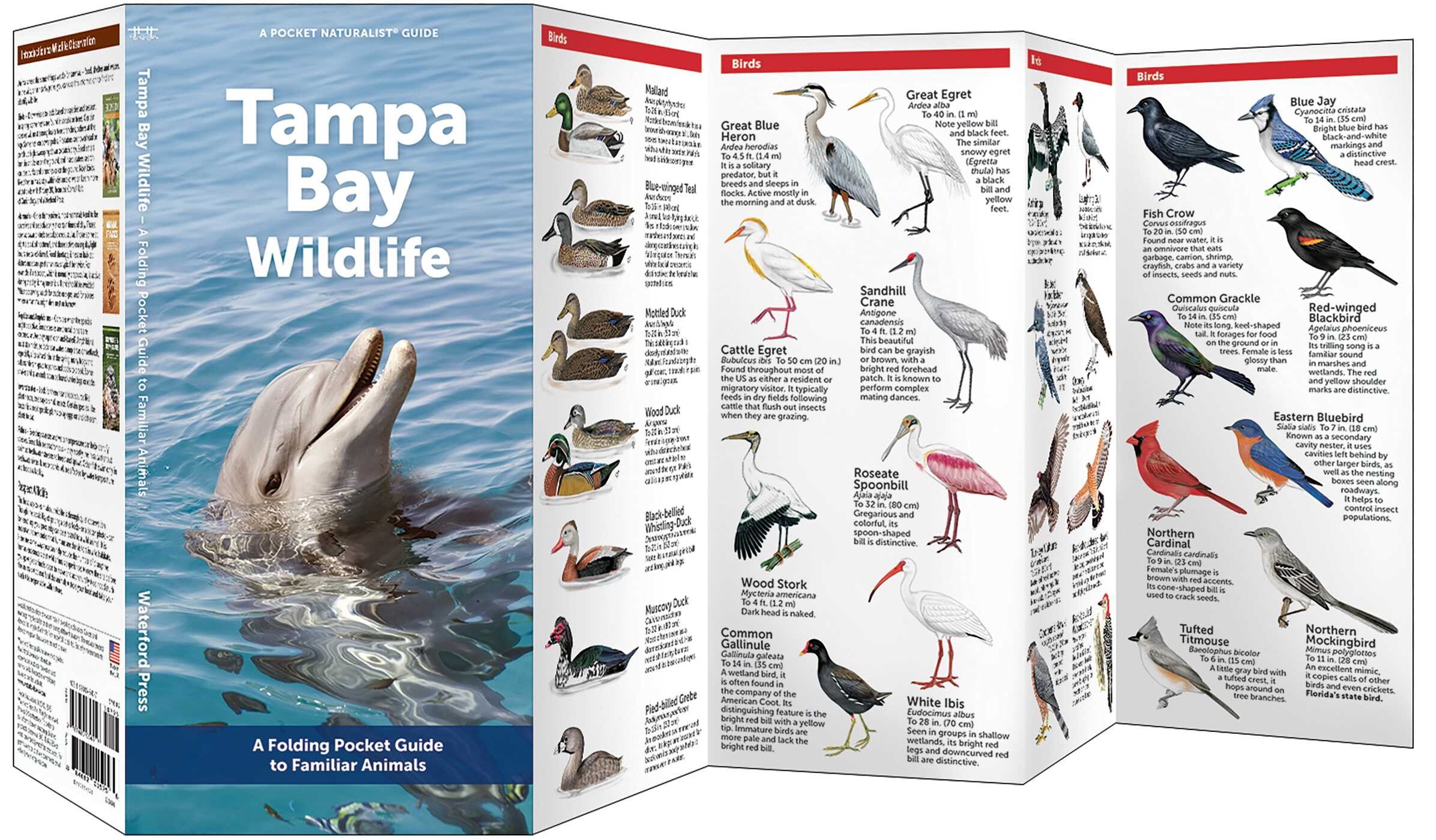 Tampa Bay Wildlife - Book Summary & Video | Official Publisher Page ...