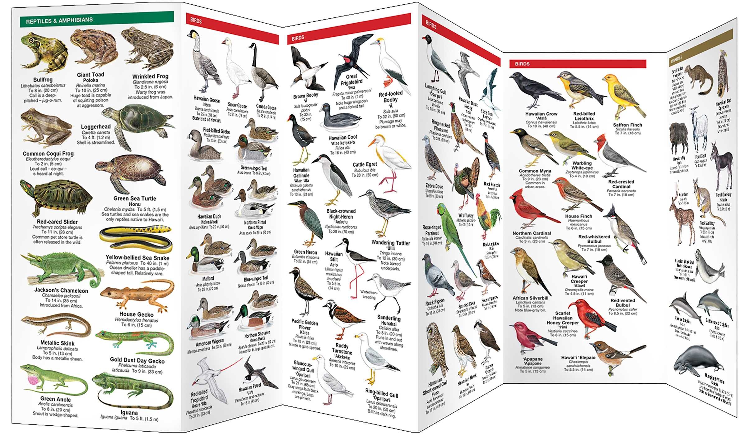 Hawai'i Wildlife, 2nd Ed - Book Summary & Video | Official Publisher ...