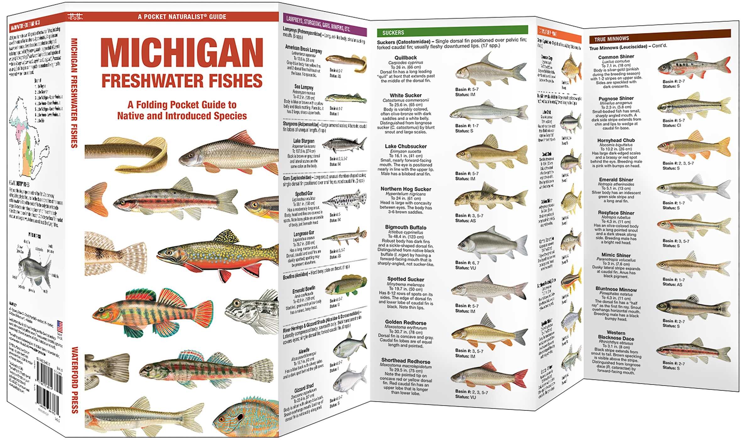 Michigan Freshwater Fishes - Book Summary & Video | Official Publisher ...