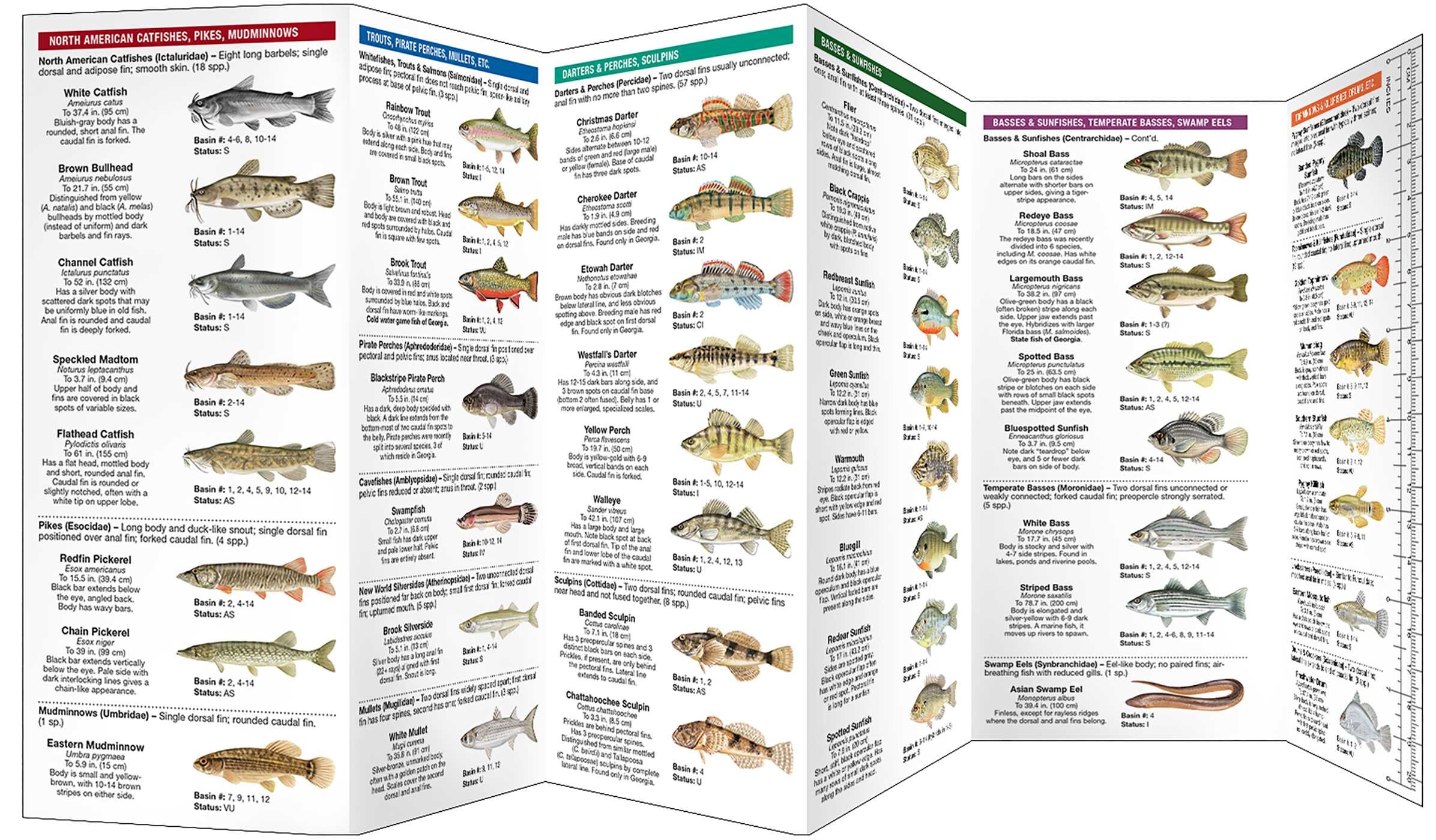 Georgia Freshwater Fishes - Book Summary & Video | Official Publisher ...